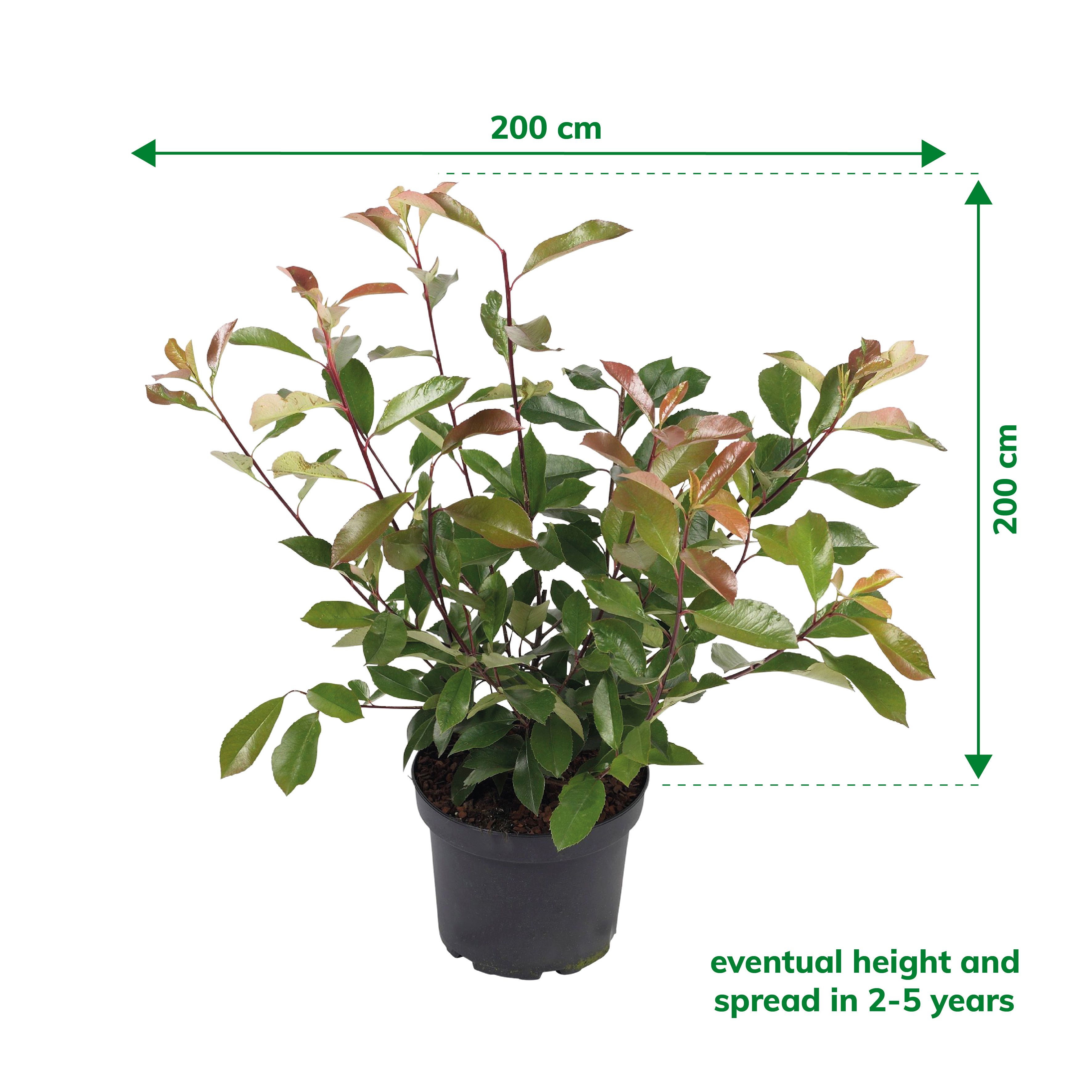 Verve Hardy Plants Louise Shrub Plant