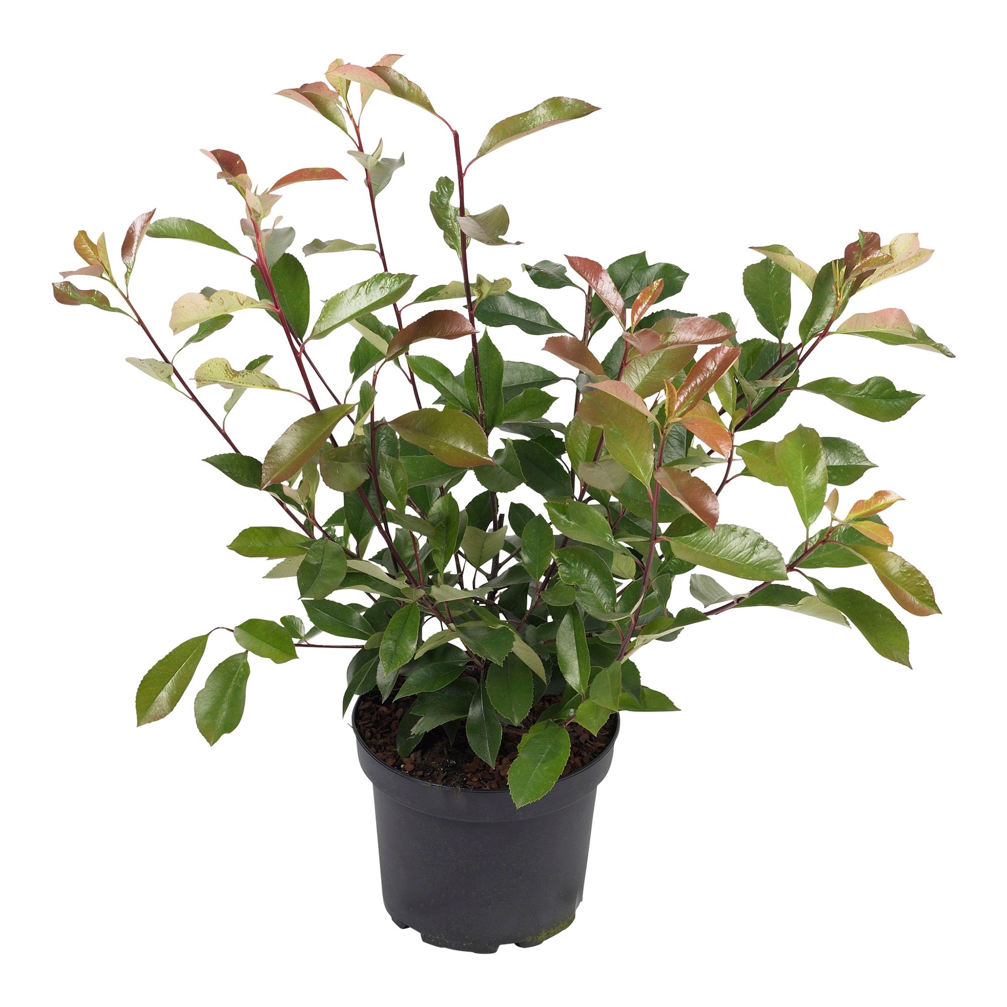 Verve Hardy Plants Louise Shrub Plant