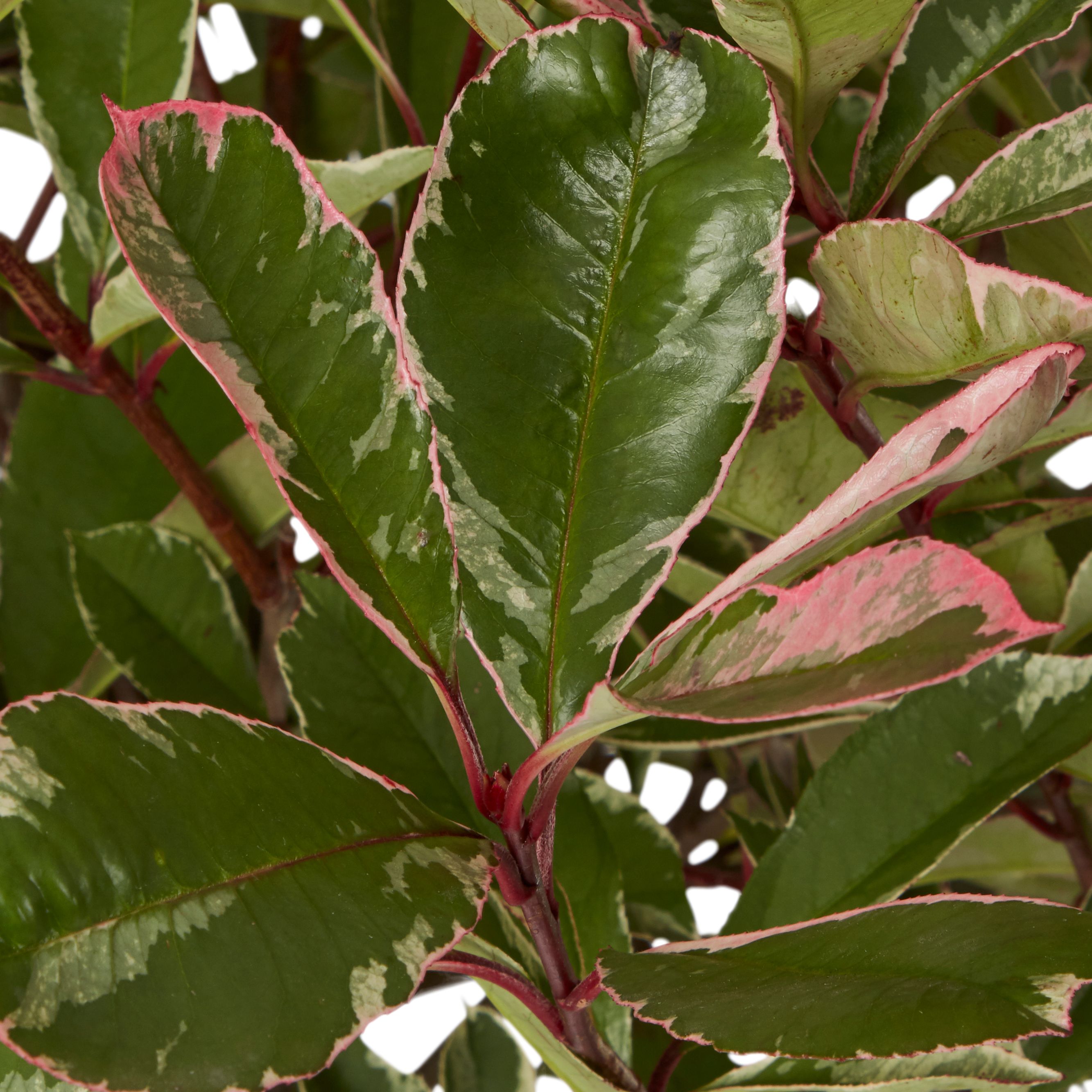 Verve Hardy Plants Louise Shrub Plant