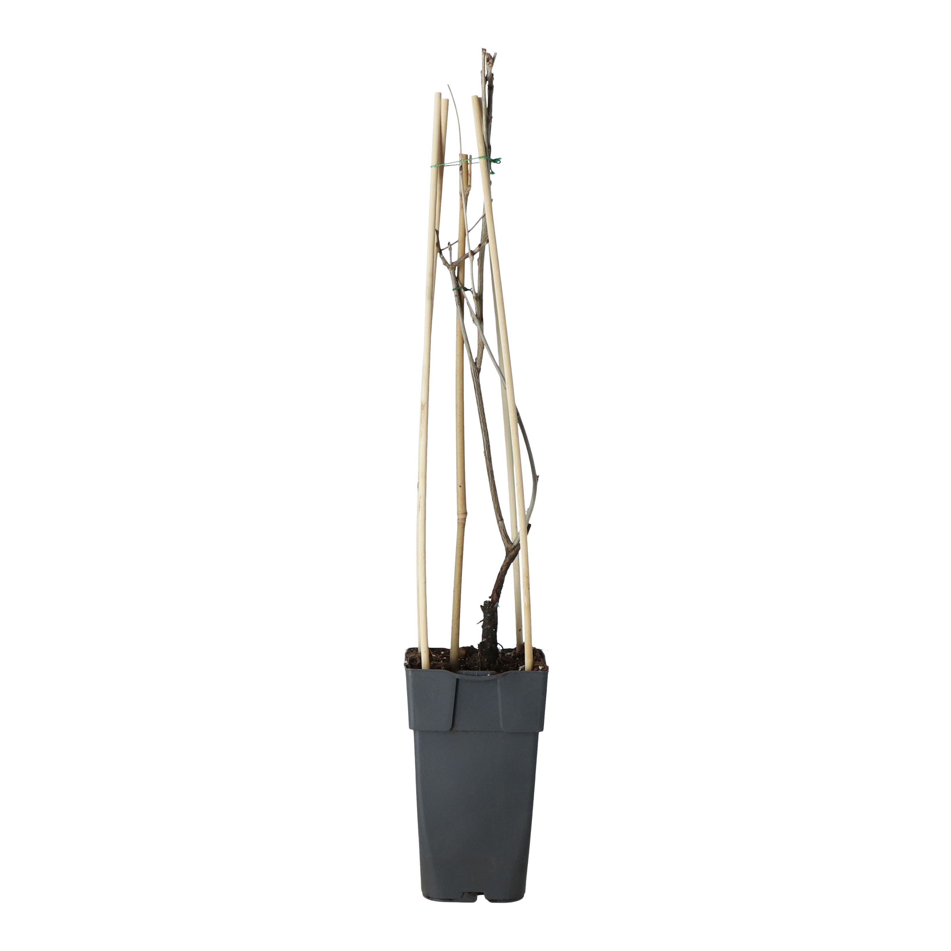 Verve Hardy Plants Mix Climber