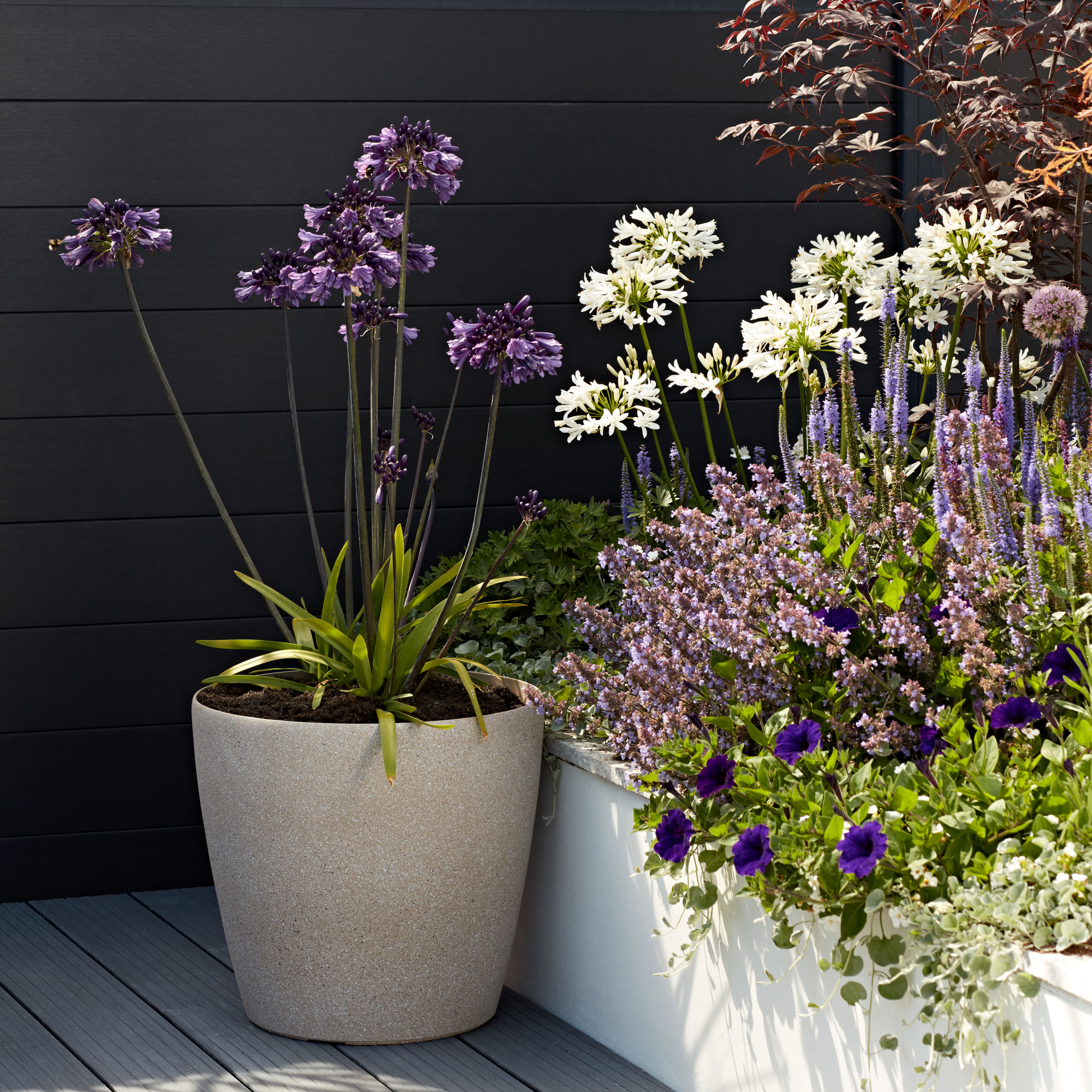 Verve Hardy Plants Mixed Perennial Plant