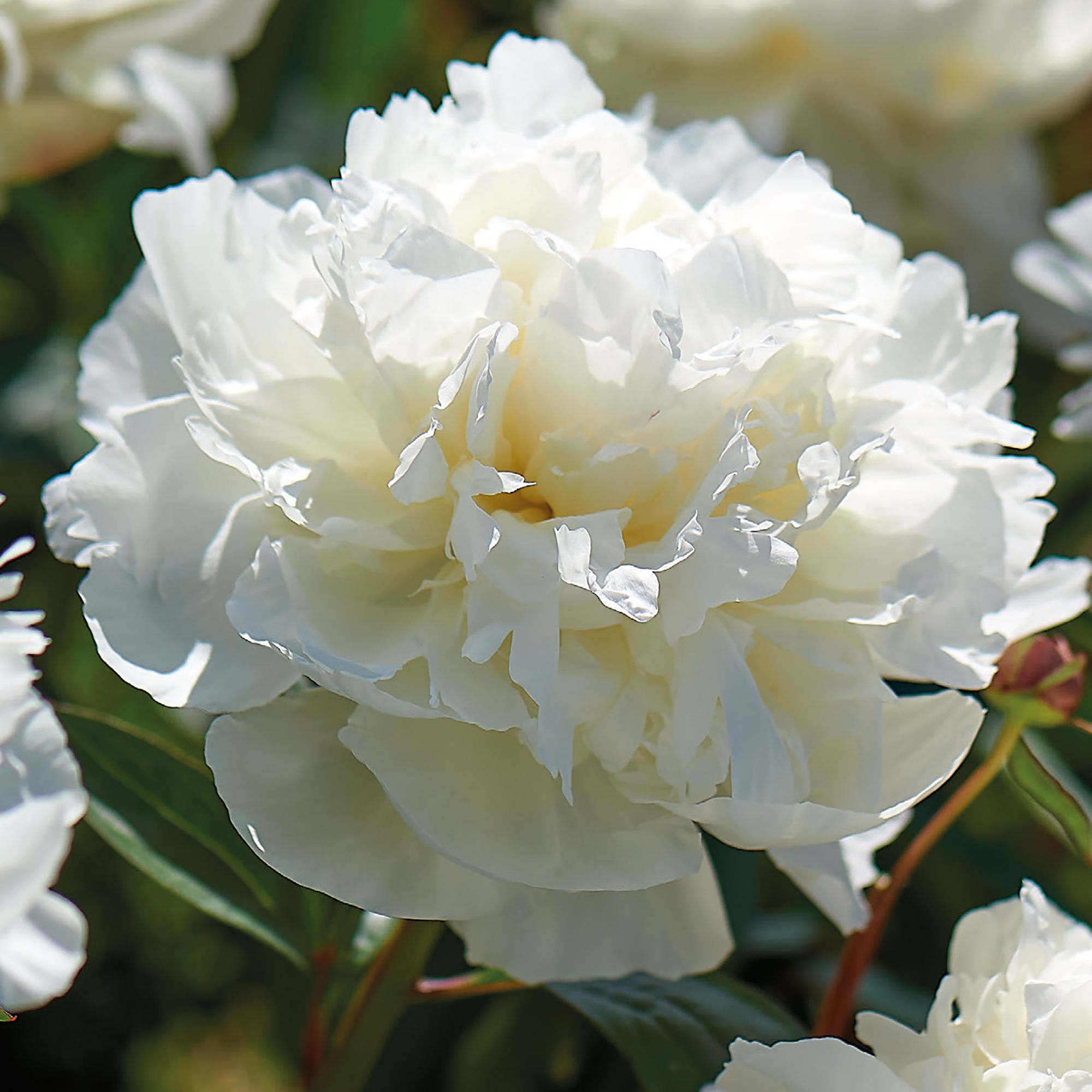 Verve Hardy Plants Perennial Plant