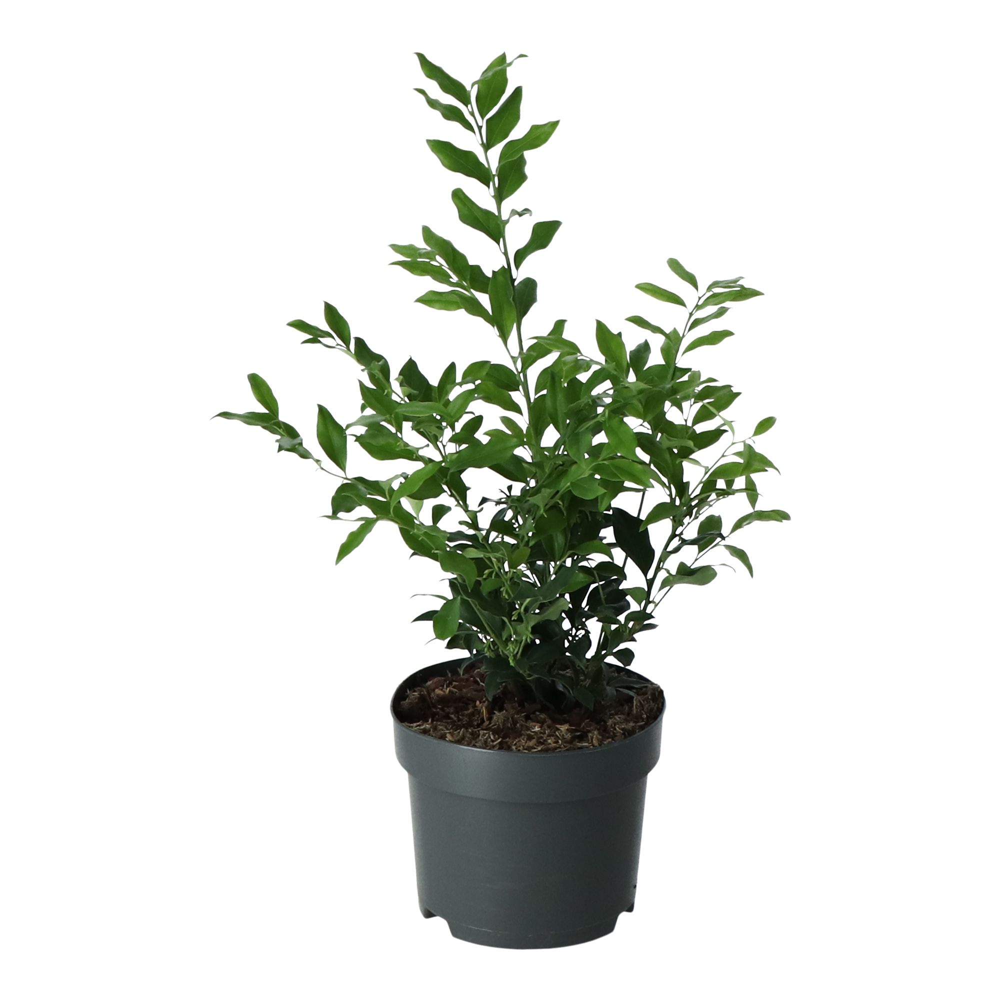 Verve Hardy Plants Perennial Plant