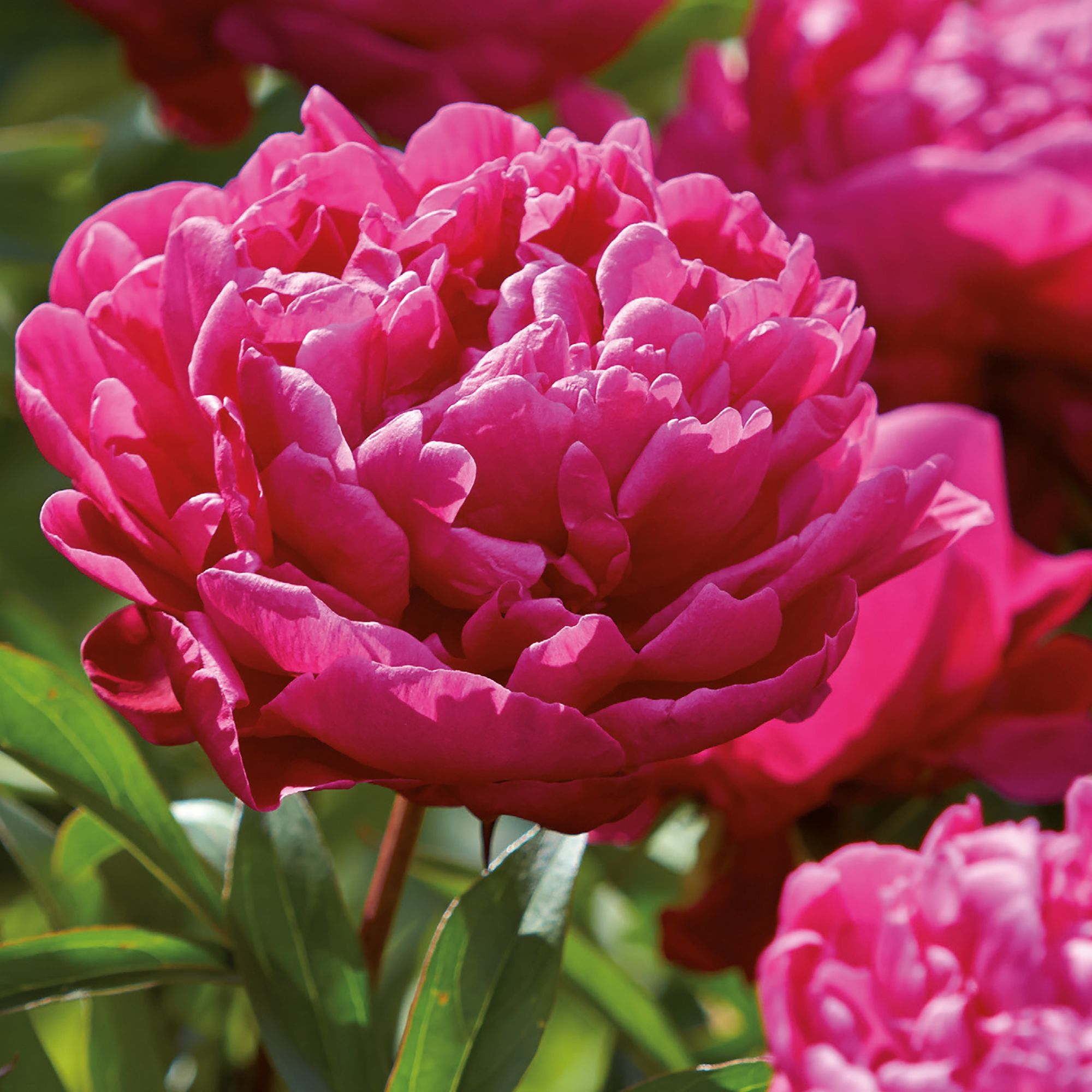 Verve Hardy Plants Perennial Plant