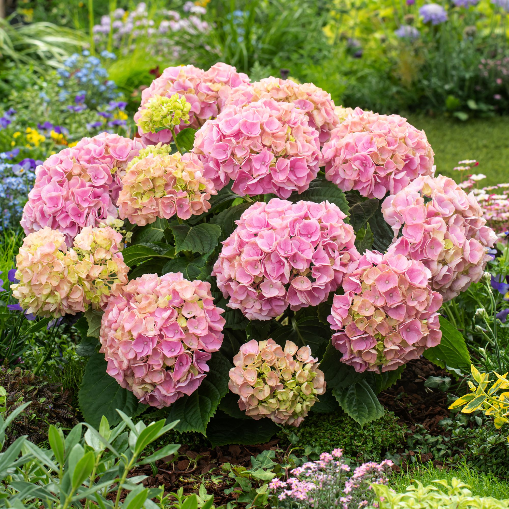 Verve Hardy Plants Pink Early Hydrangea