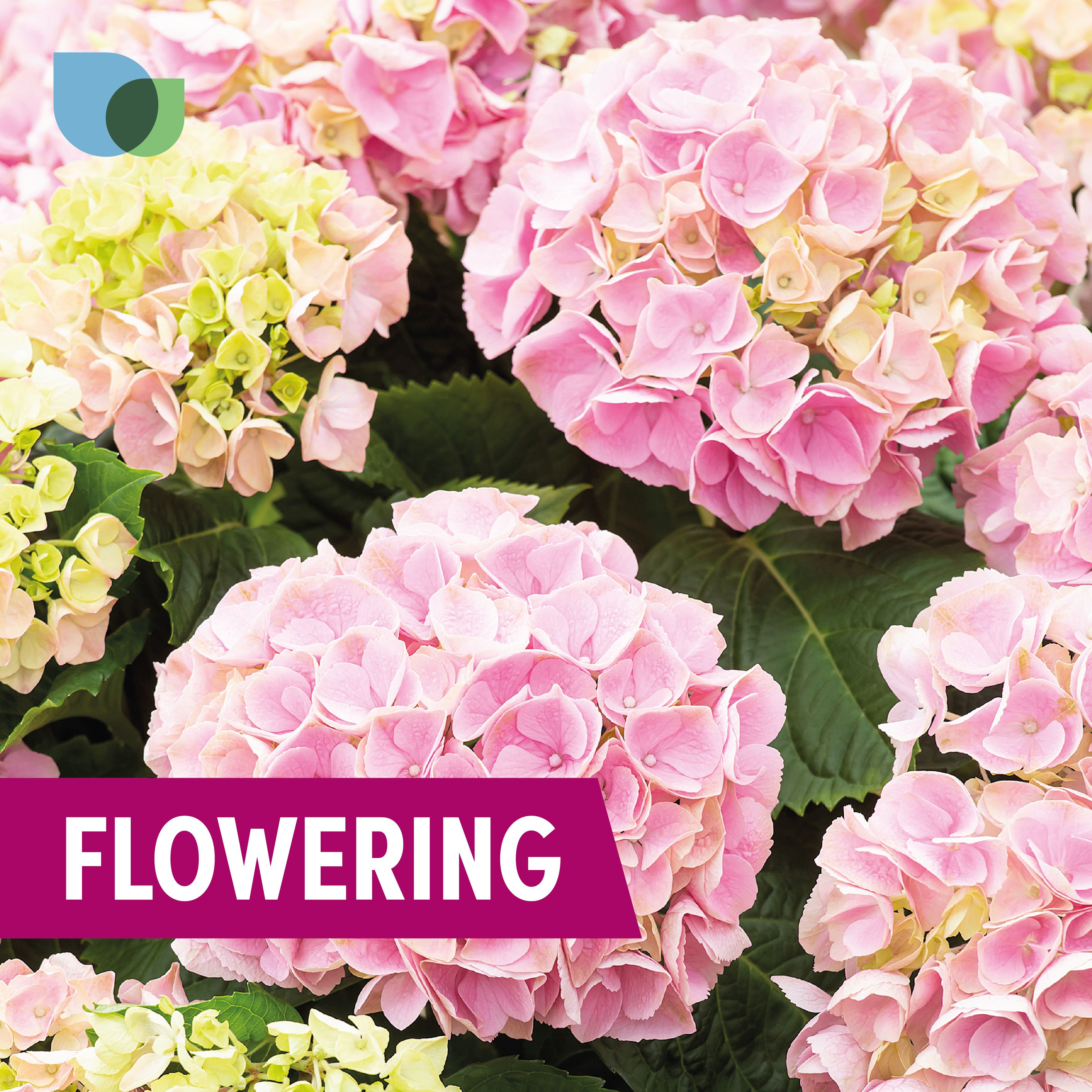 Verve Hardy Plants Pink Early Hydrangea