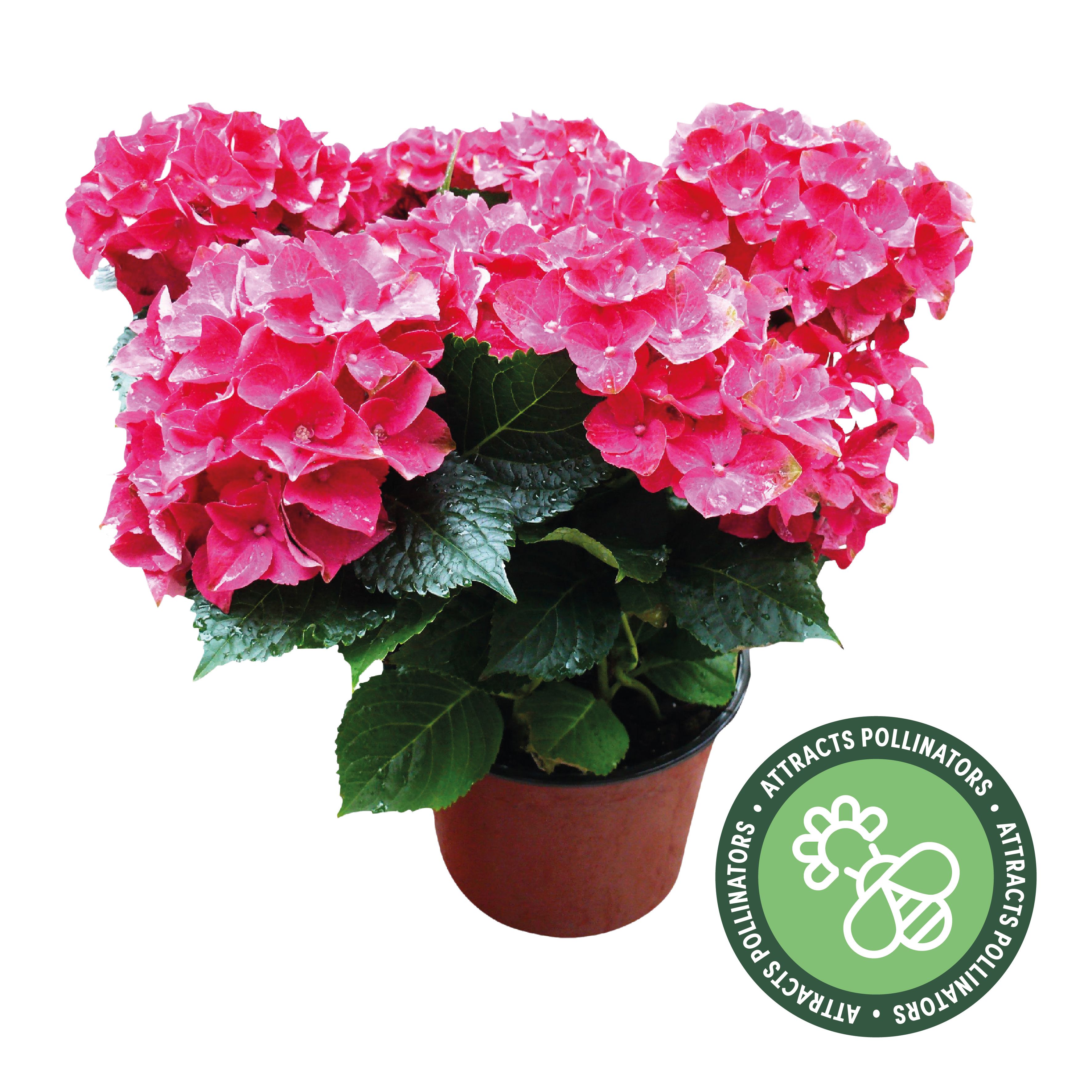 Verve Hardy Plants Pink Early Hydrangea
