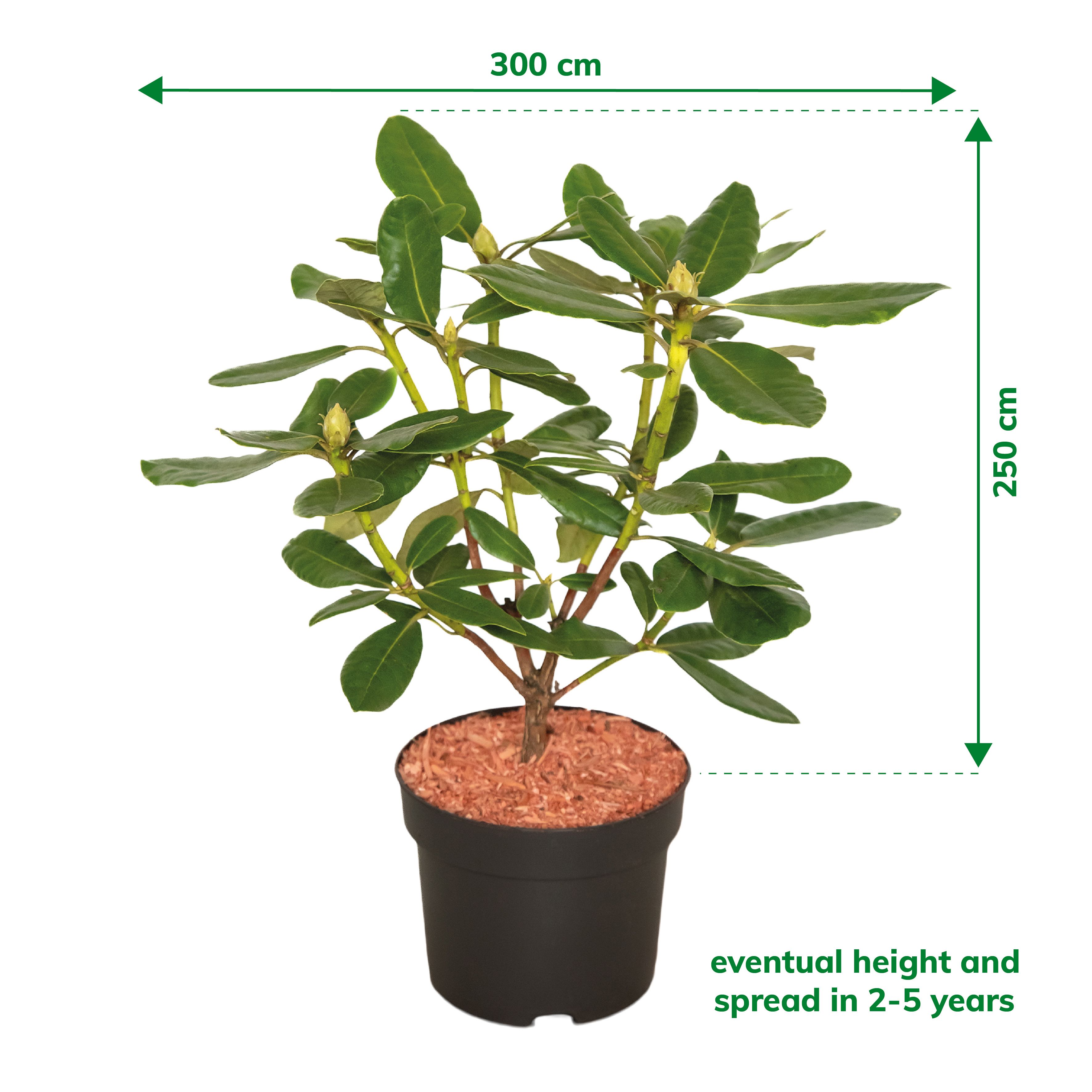 Verve Hardy Plants Rhododendron Plant