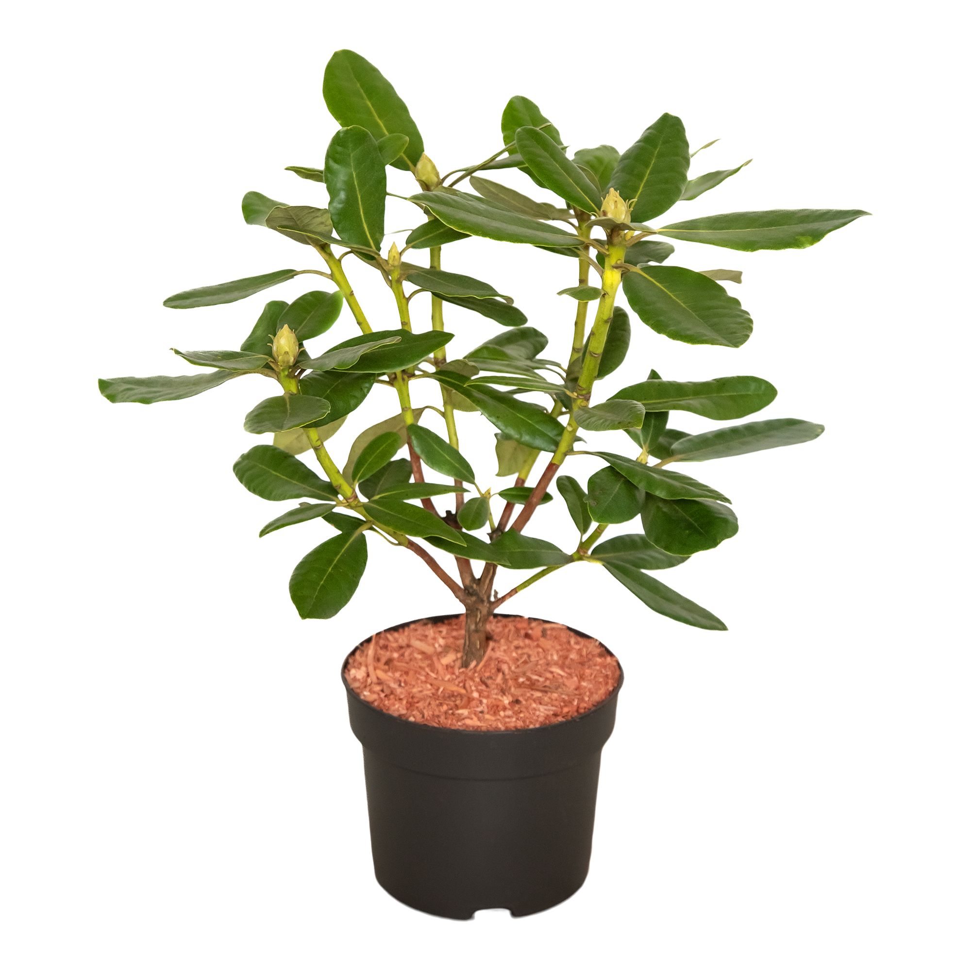 Verve Hardy Plants Rhododendron Plant