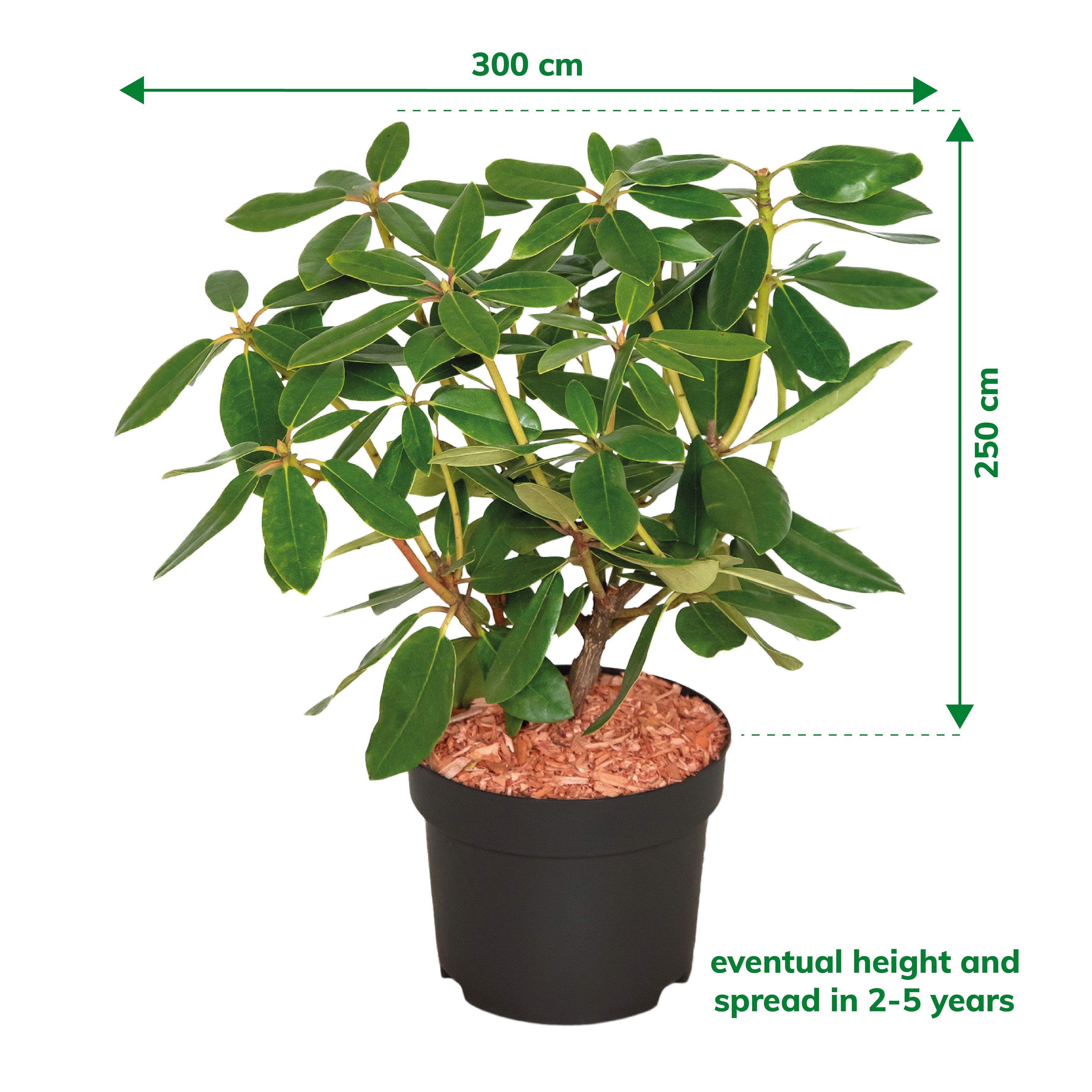 Verve Hardy Plants Rhododendron Plant