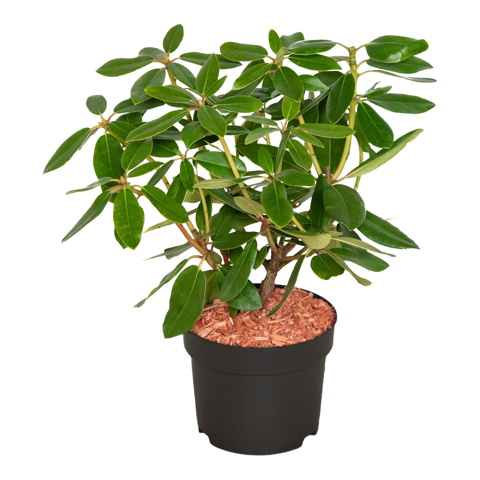 Verve Hardy Plants Rhododendron