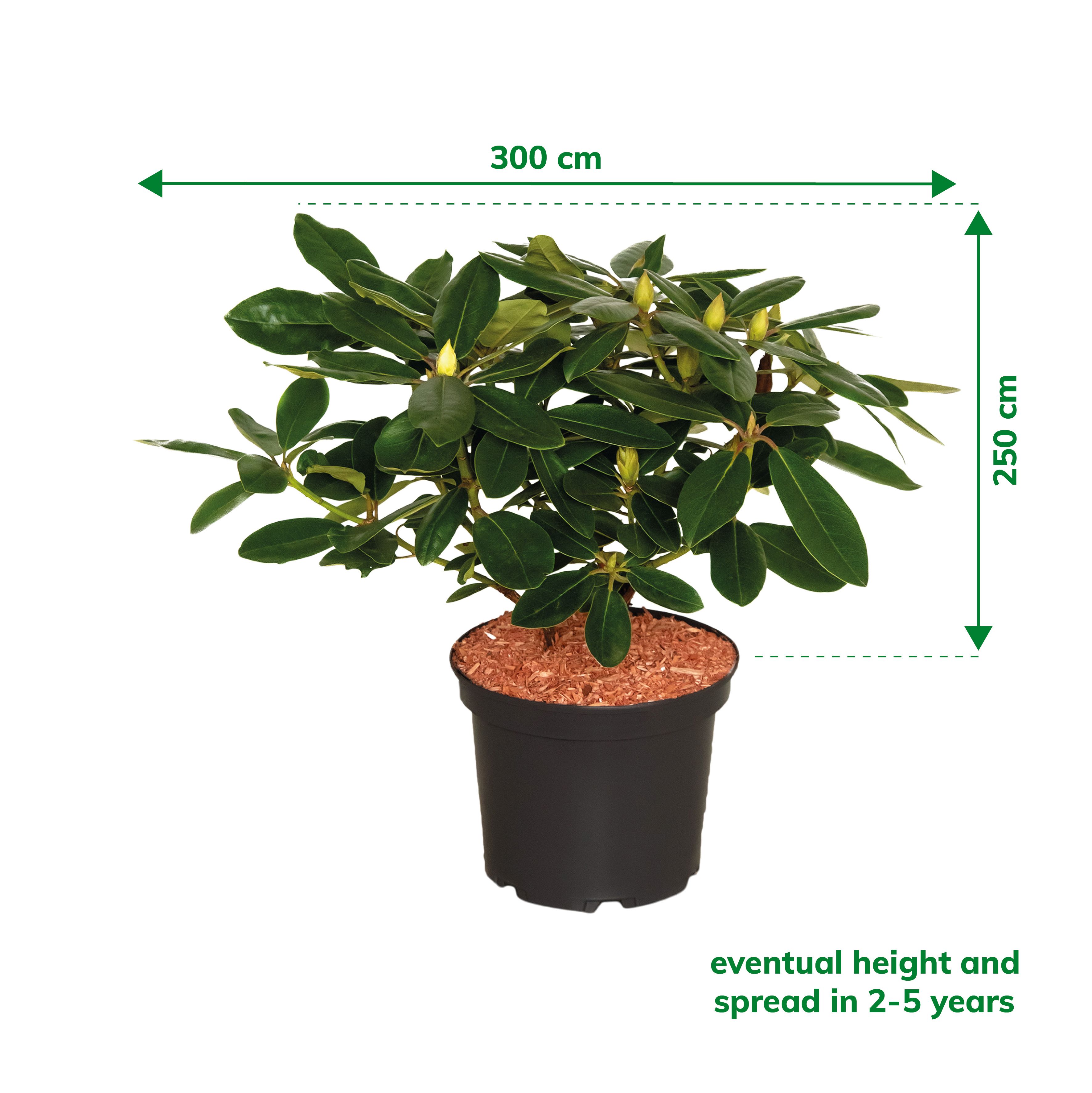 Verve Hardy Plants Rhododendron
