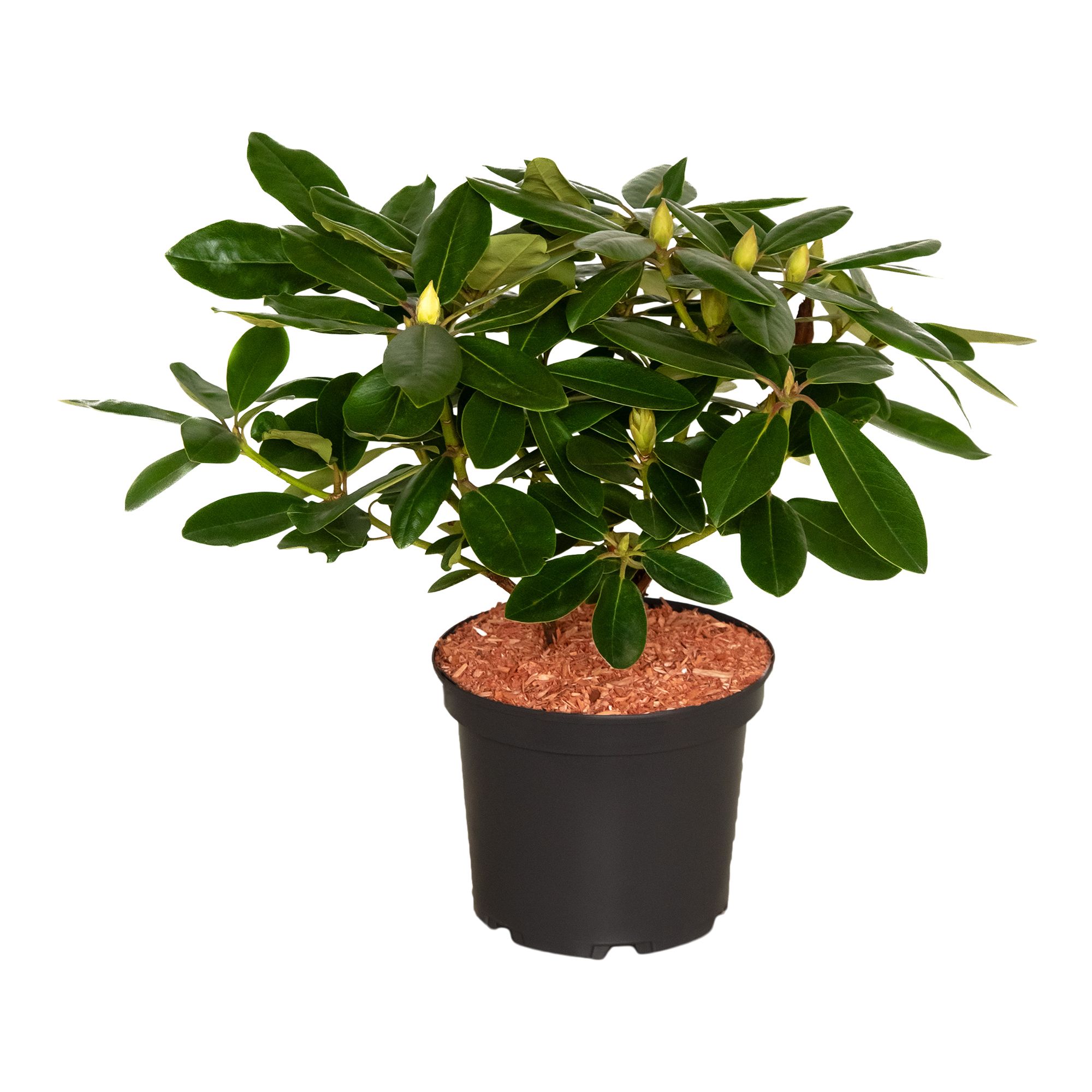 Verve Hardy Plants Rhododendron