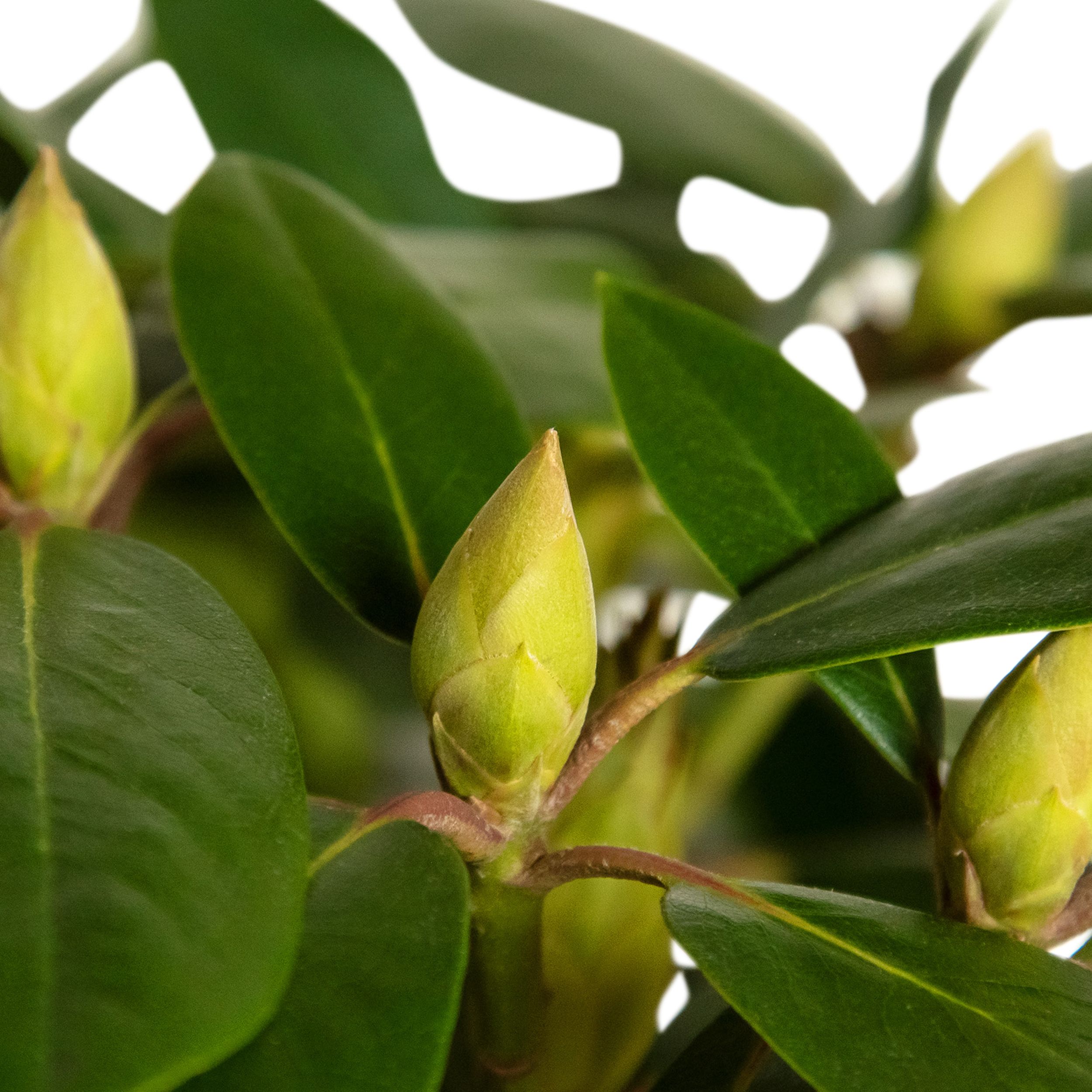 Verve Hardy Plants Rhododendron