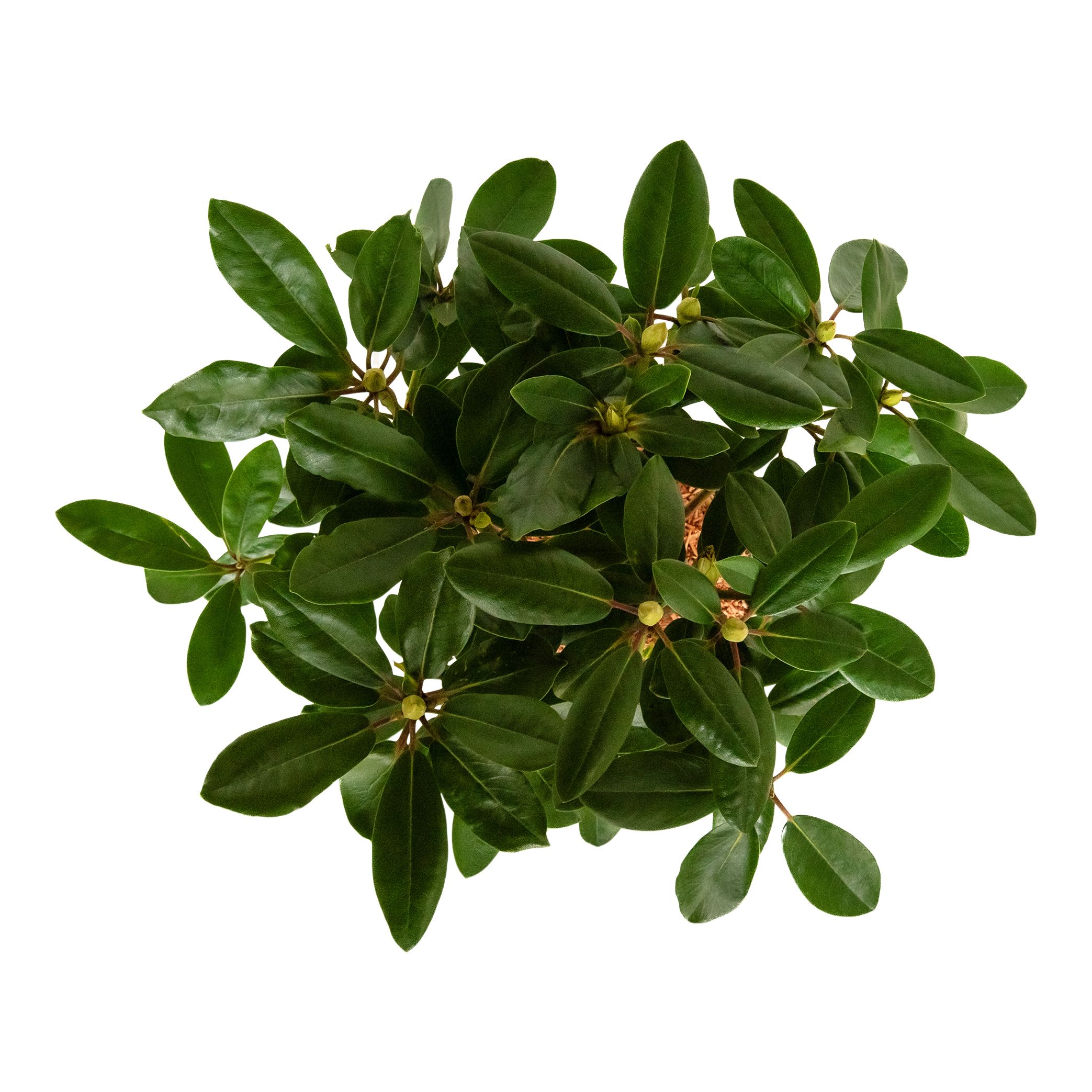 Verve Hardy Plants Rhododendron