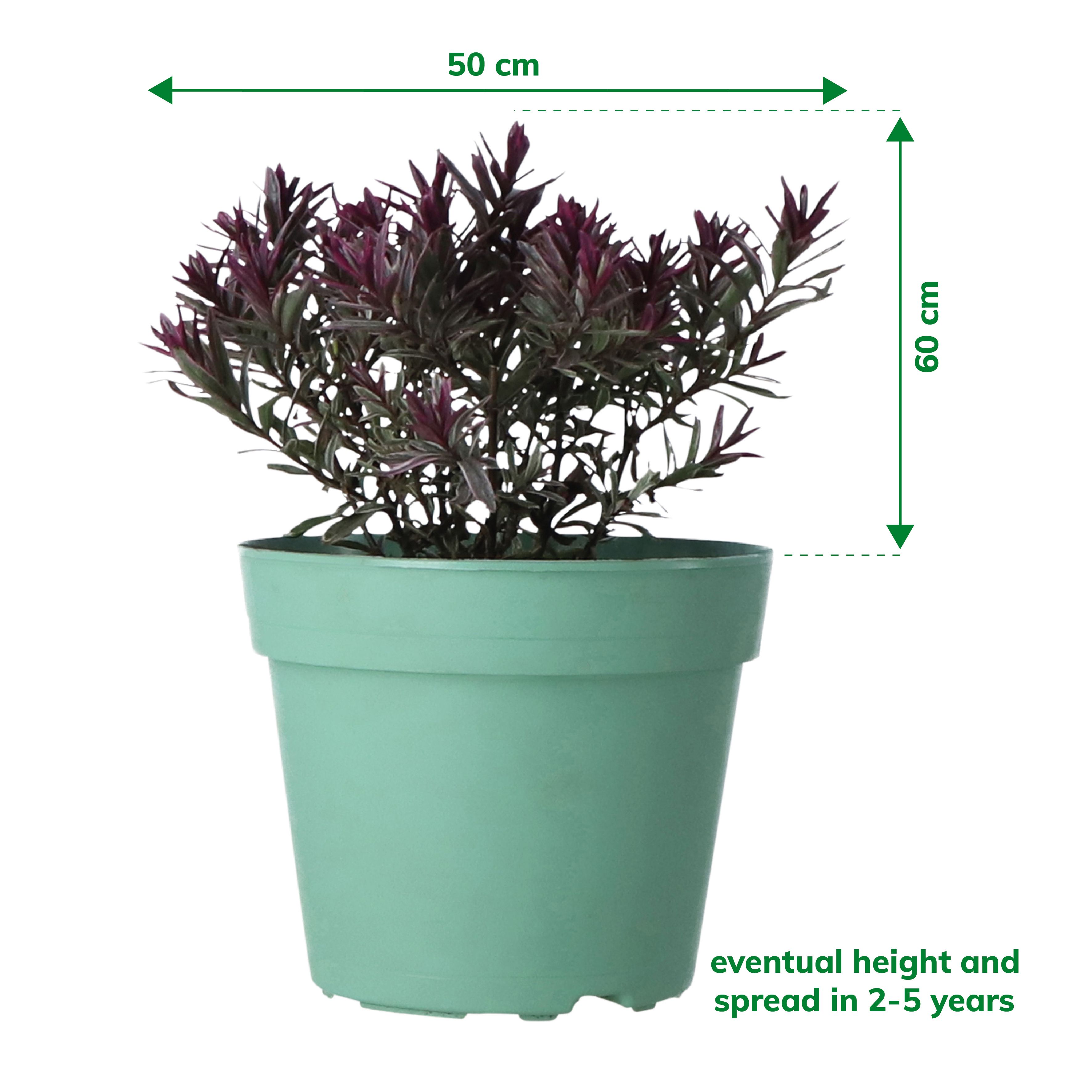 VERVE HARDY PLANTS SHRUB PLANT SMALL