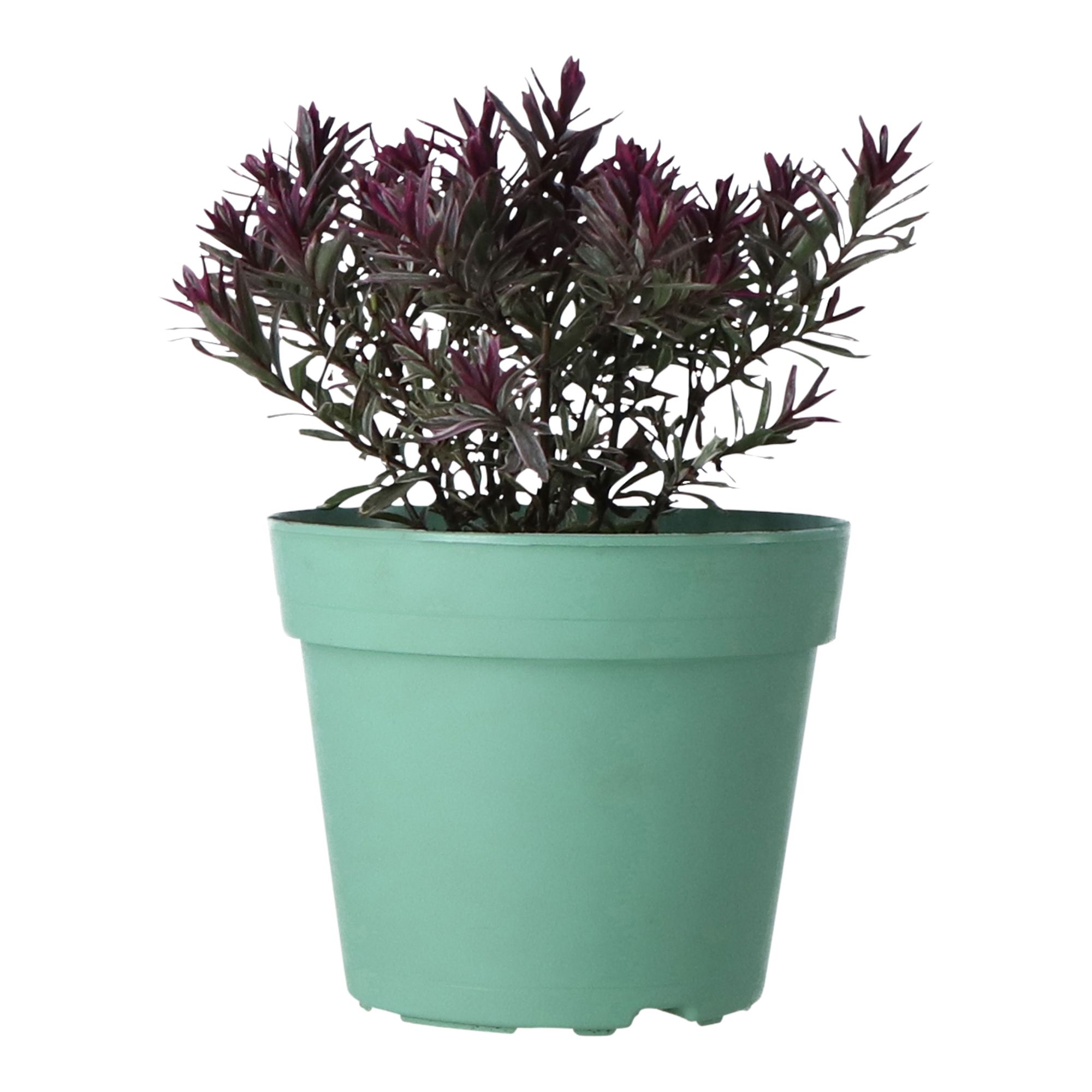 Verve Hardy Plants Shrub Plant Small