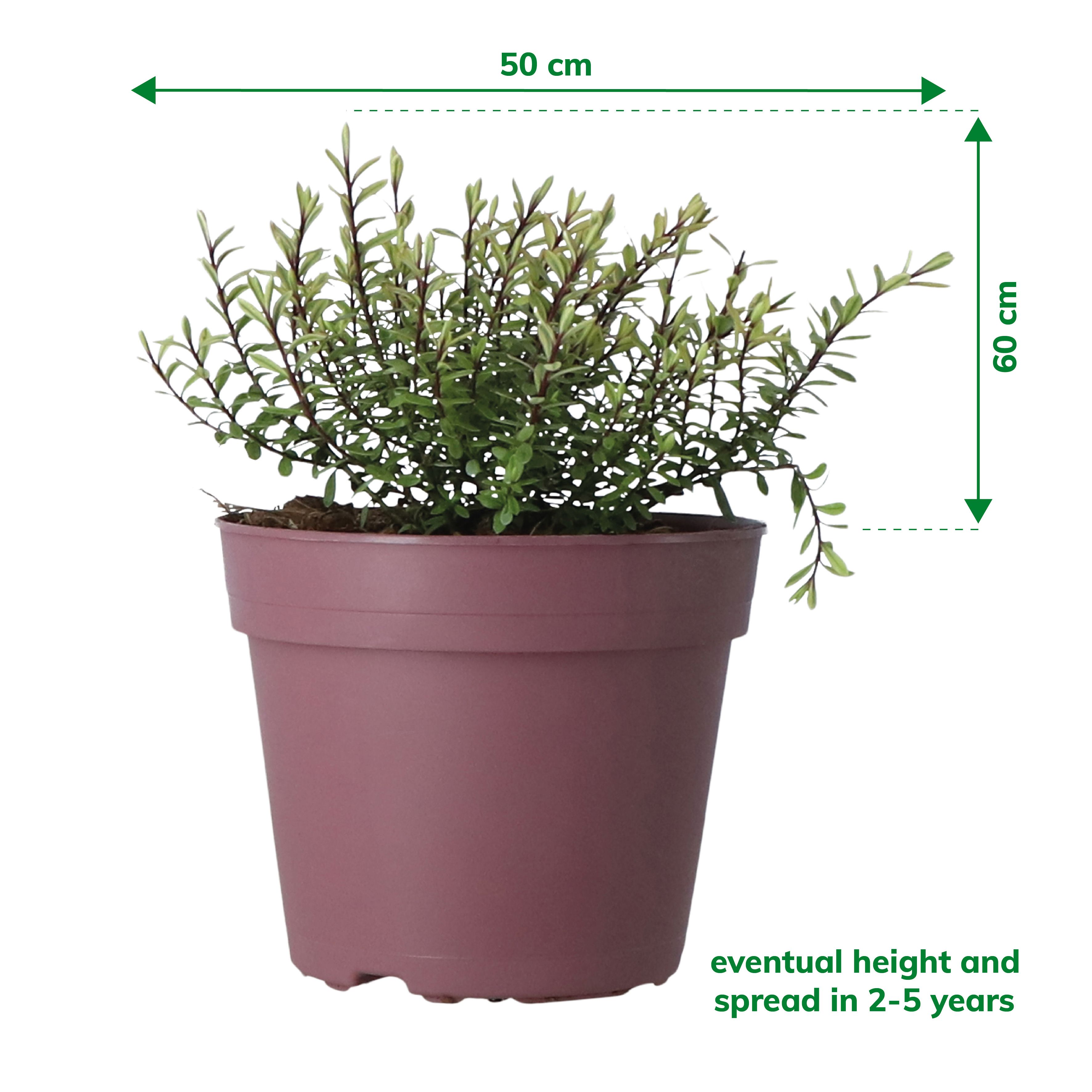 Verve Hardy Plants Shrub Plant Small