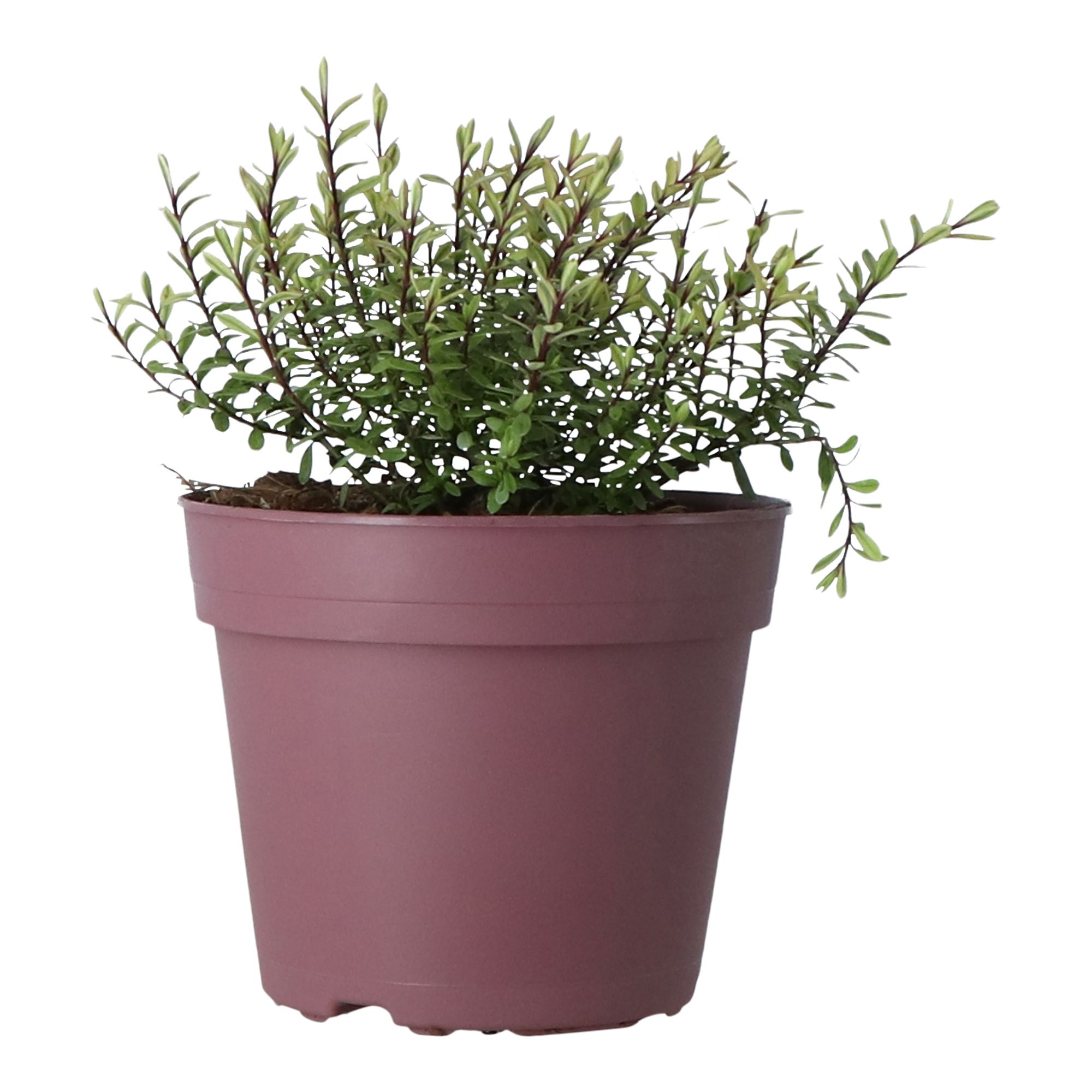 Verve Hardy Plants Shrub Plant Small