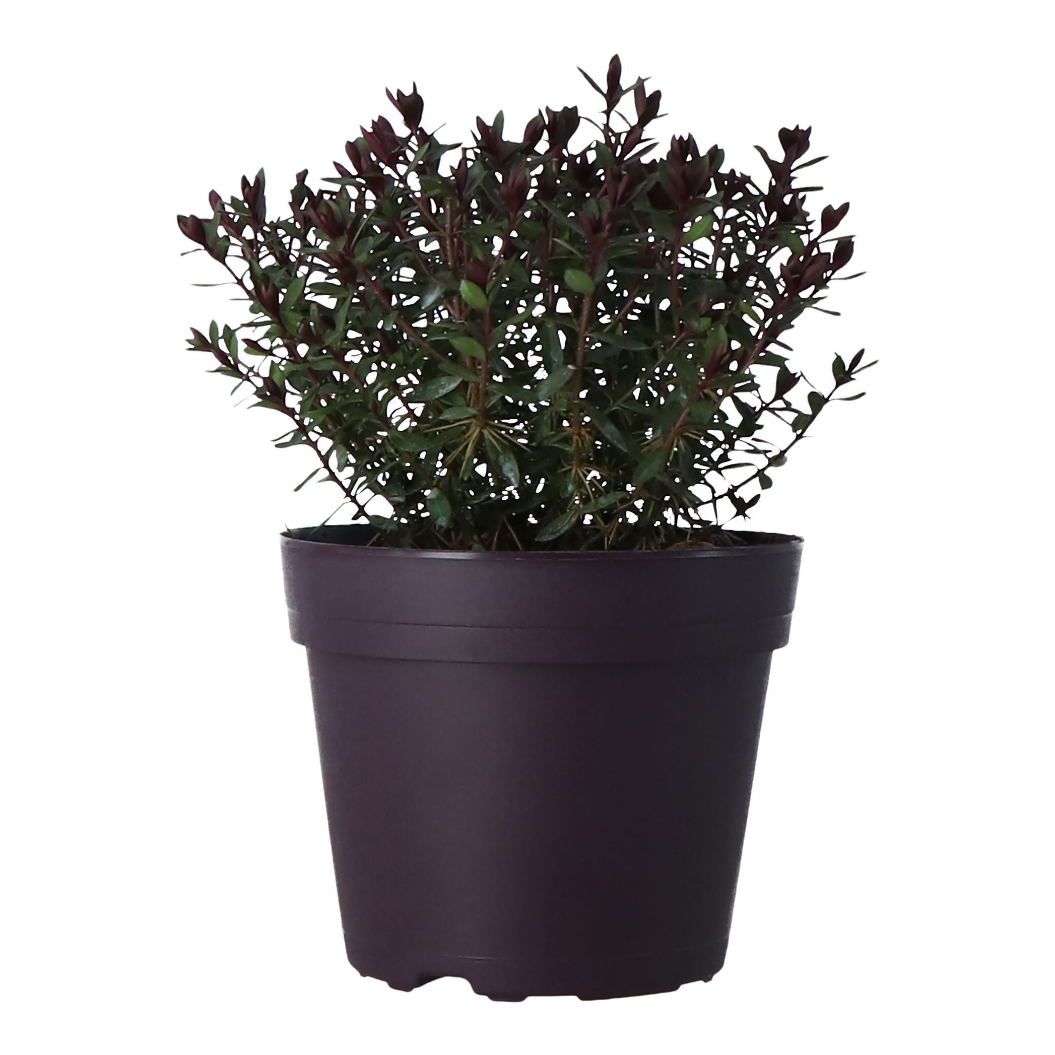 Verve Hardy Plants Shrub Plant Small
