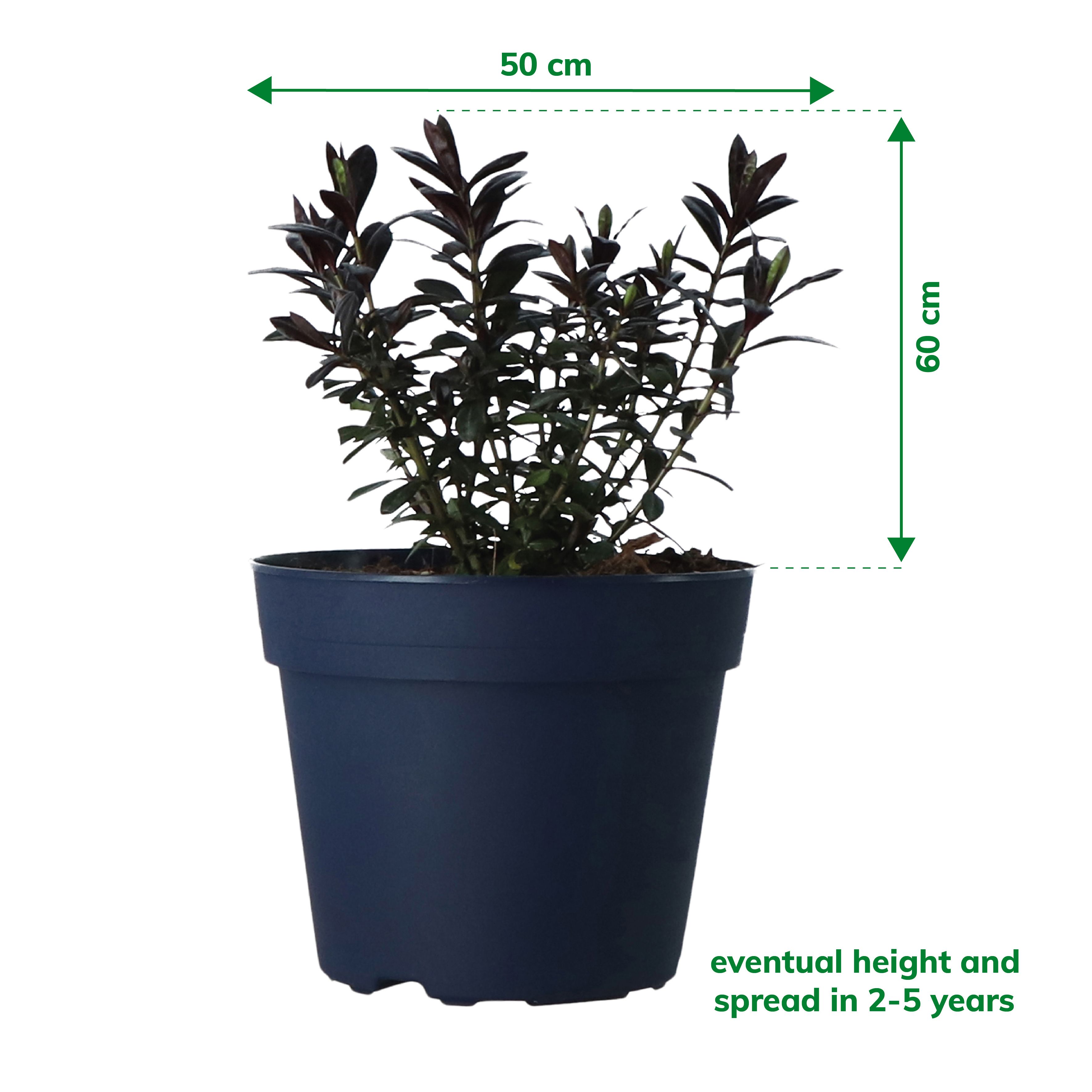 Verve Hardy Plants Shrub Plant Small