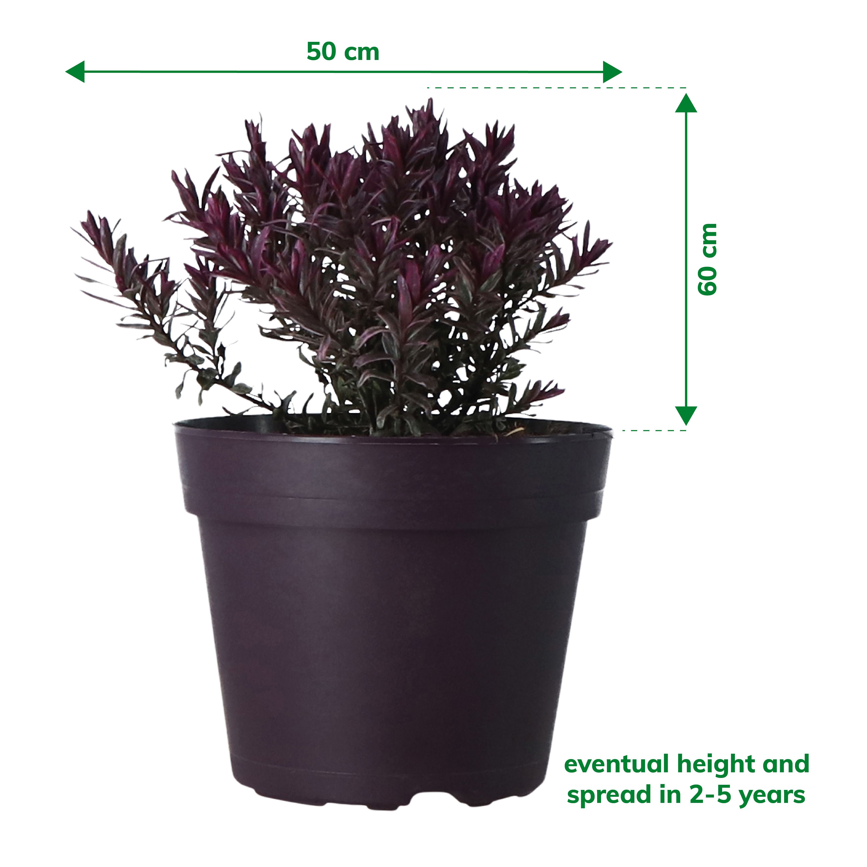 Verve Hardy Plants Shrub Plant Small