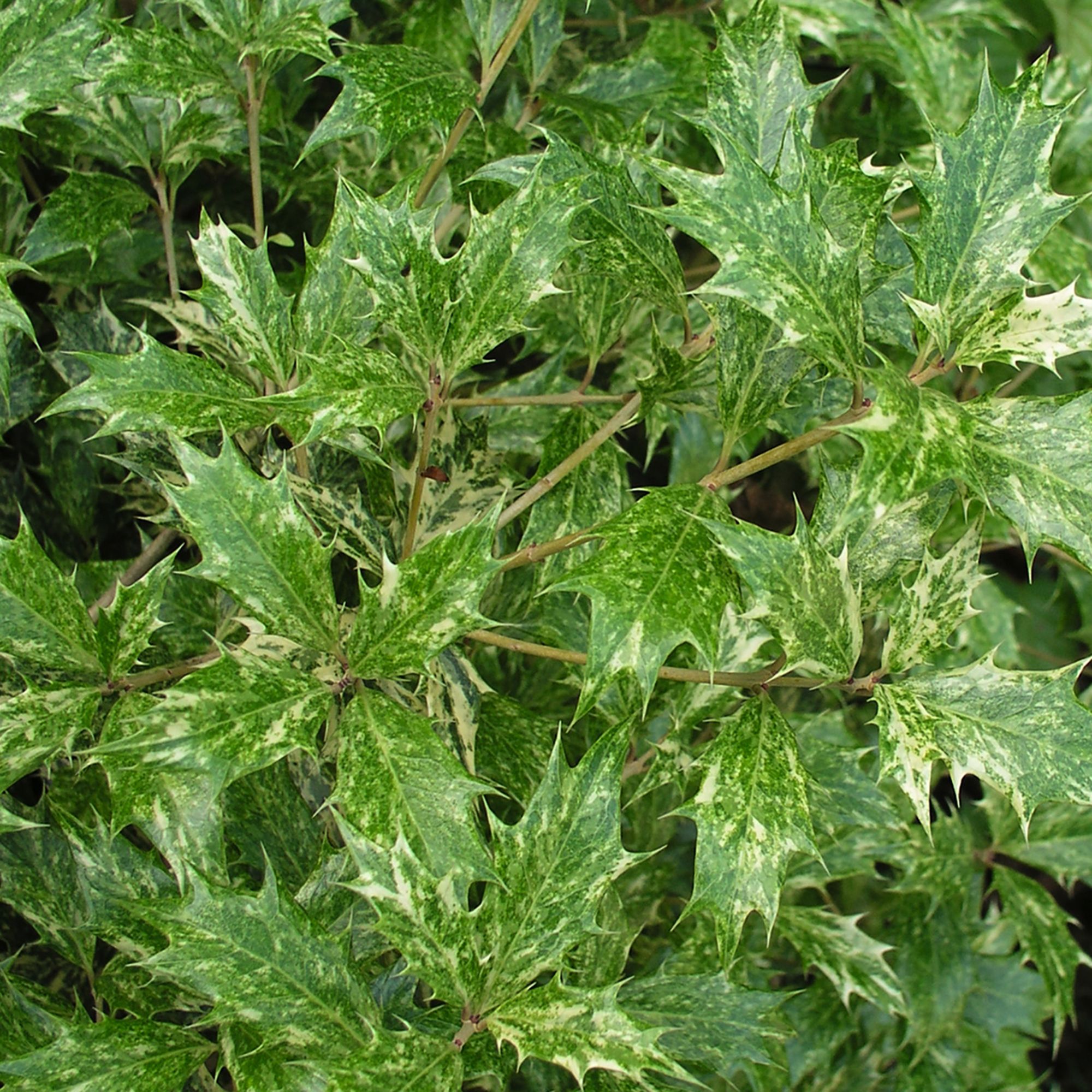 Verve Hardy Plants Shrub Plant