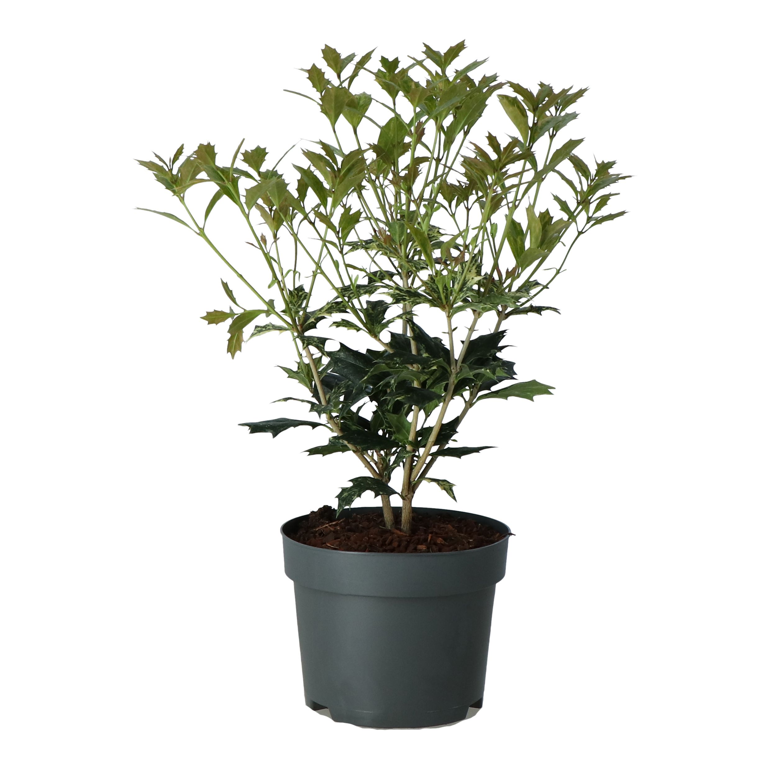 Verve Hardy Plants Shrub Plant