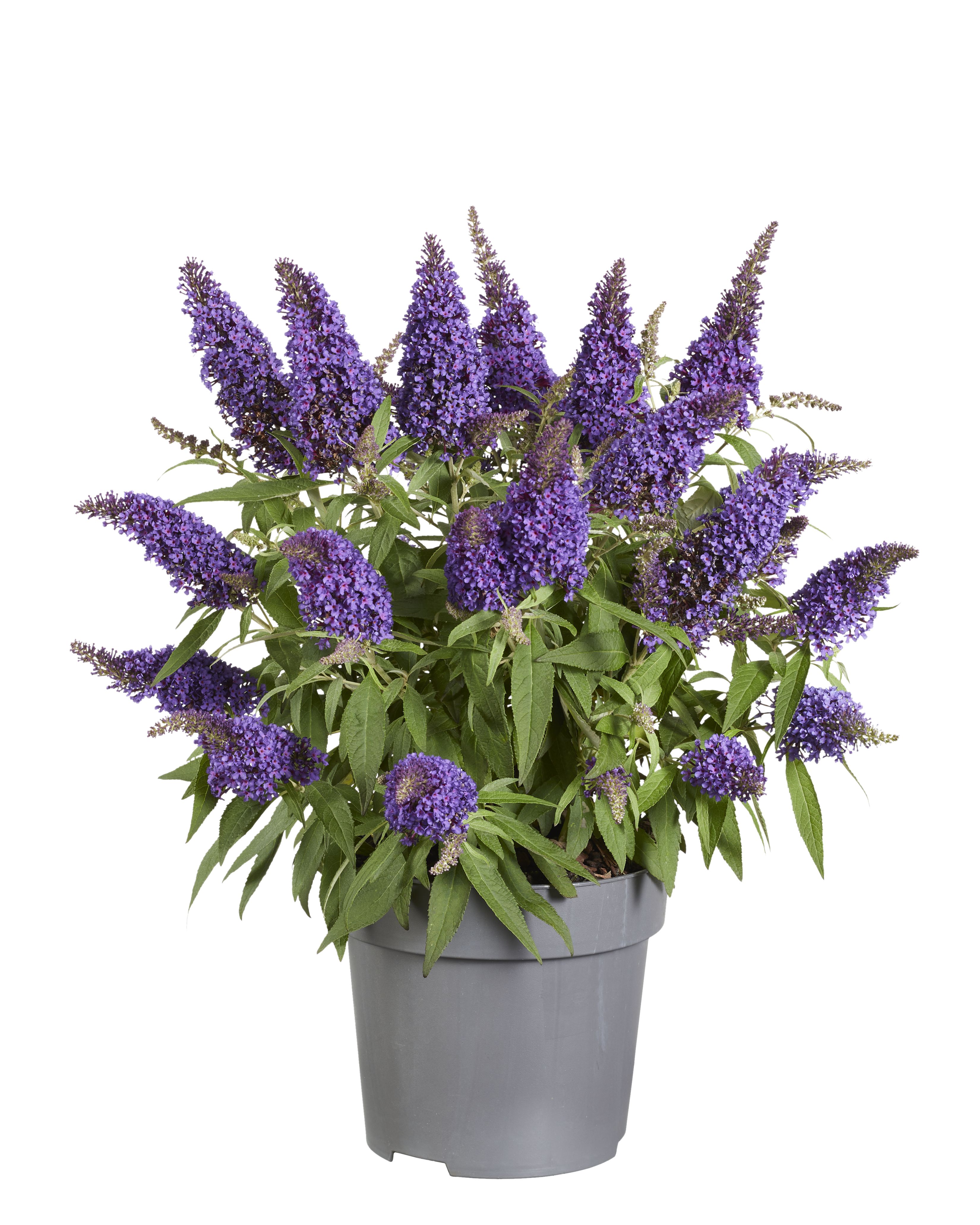 Verve Hardy Plants Shrub Plant