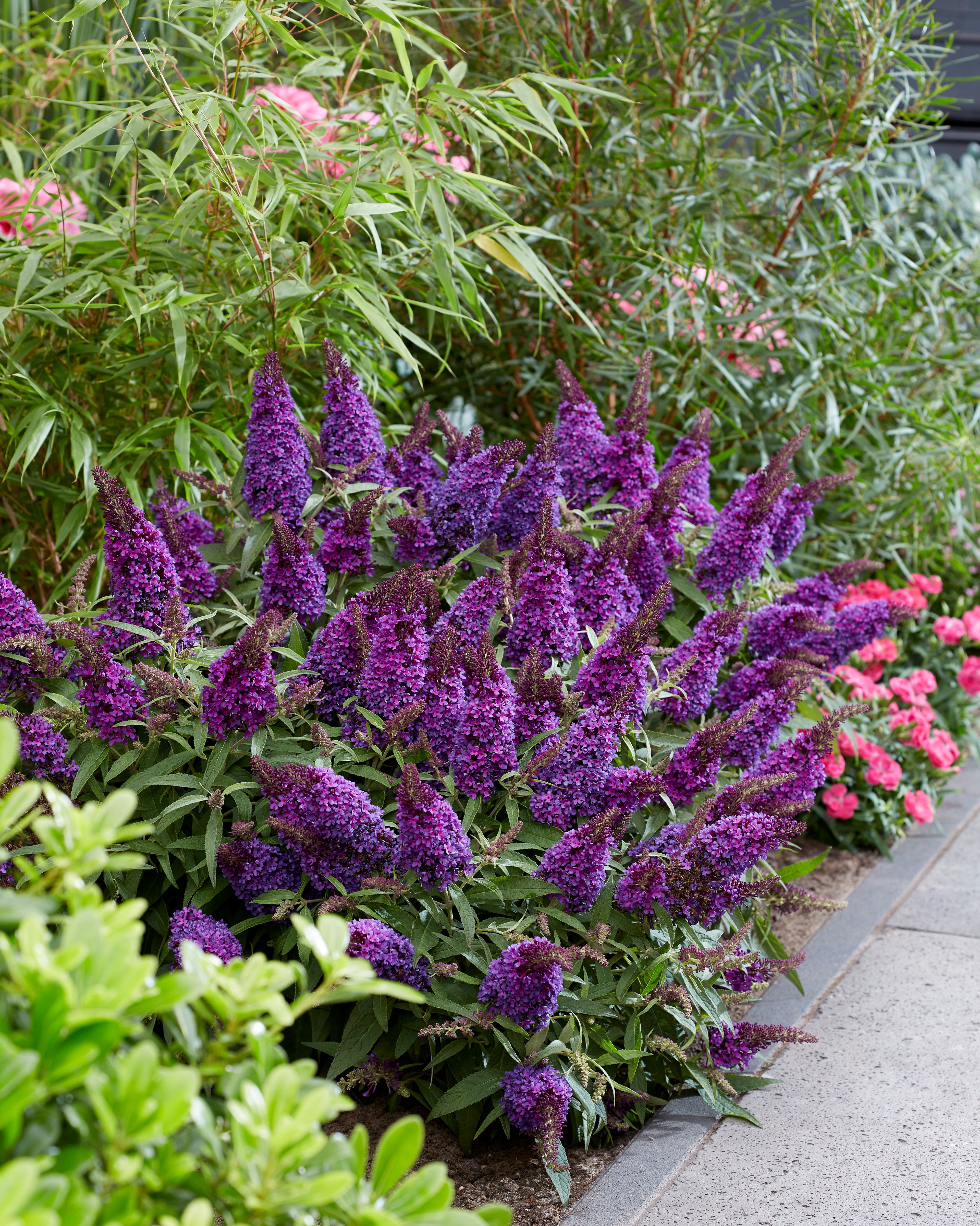 Verve Hardy Plants Shrub Plant