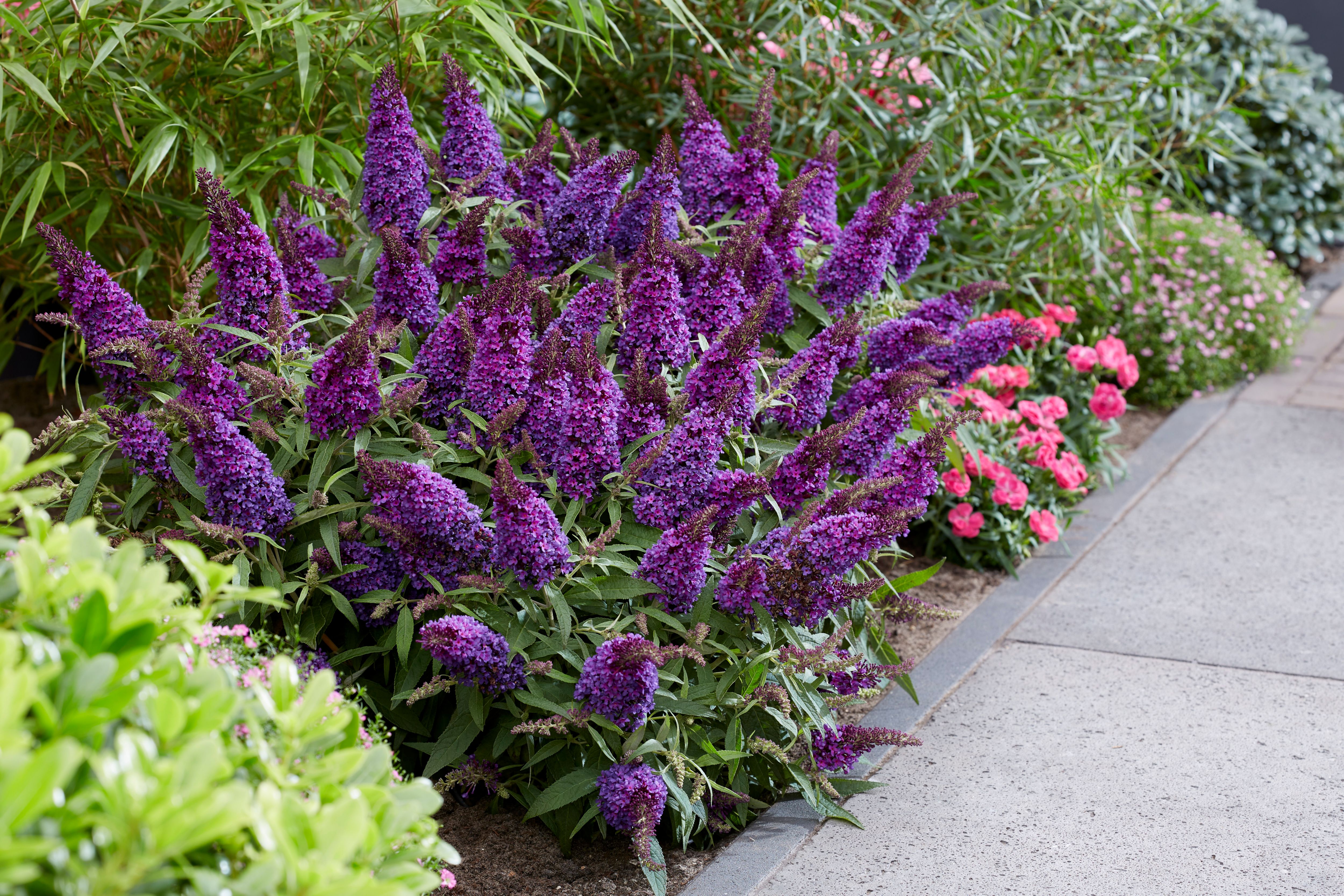Verve Hardy Plants Shrub Plant