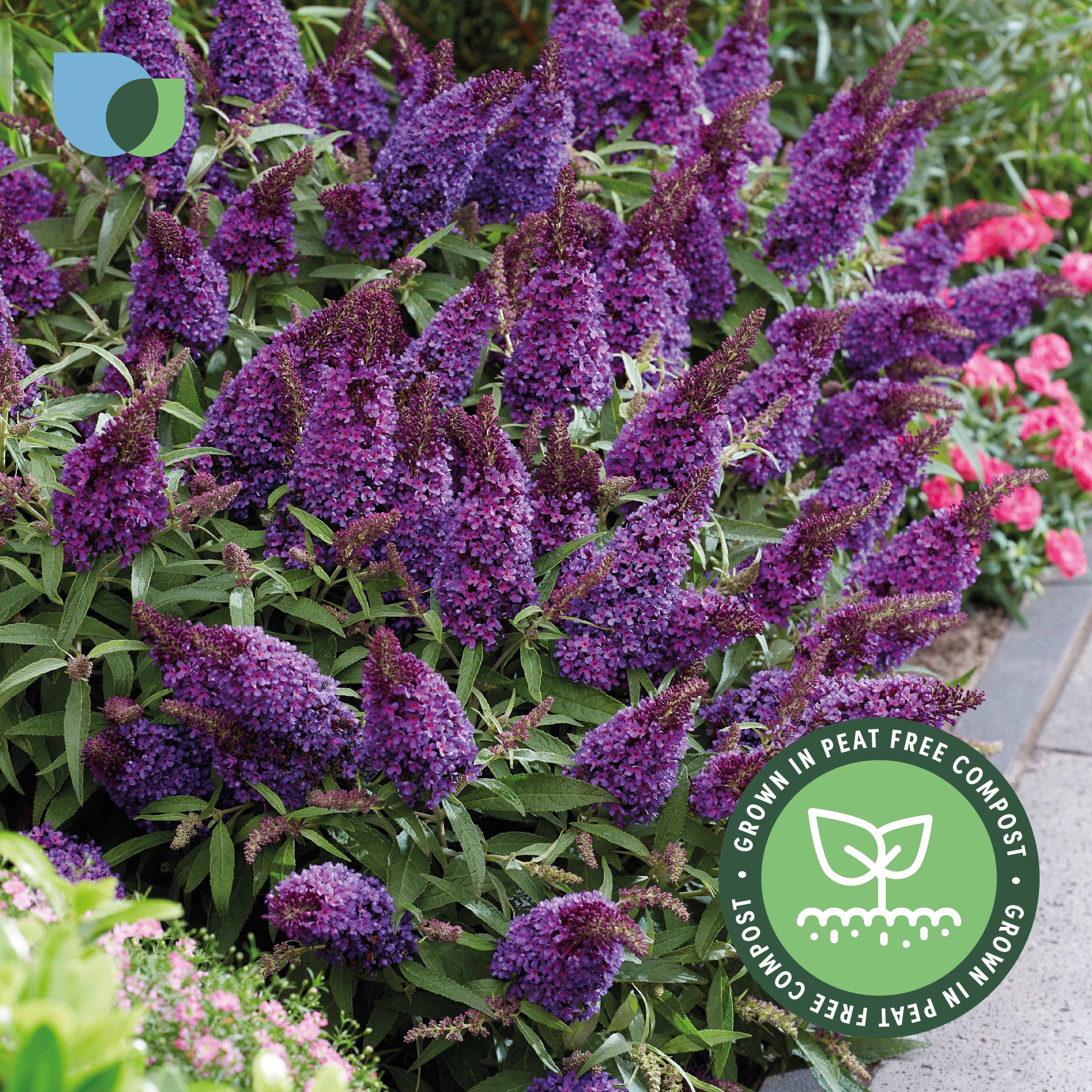 Verve Hardy Plants Shrub Plant