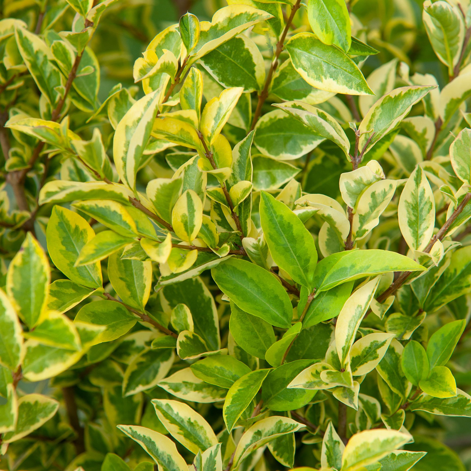 Verve Hardy Plants Shrub Plant
