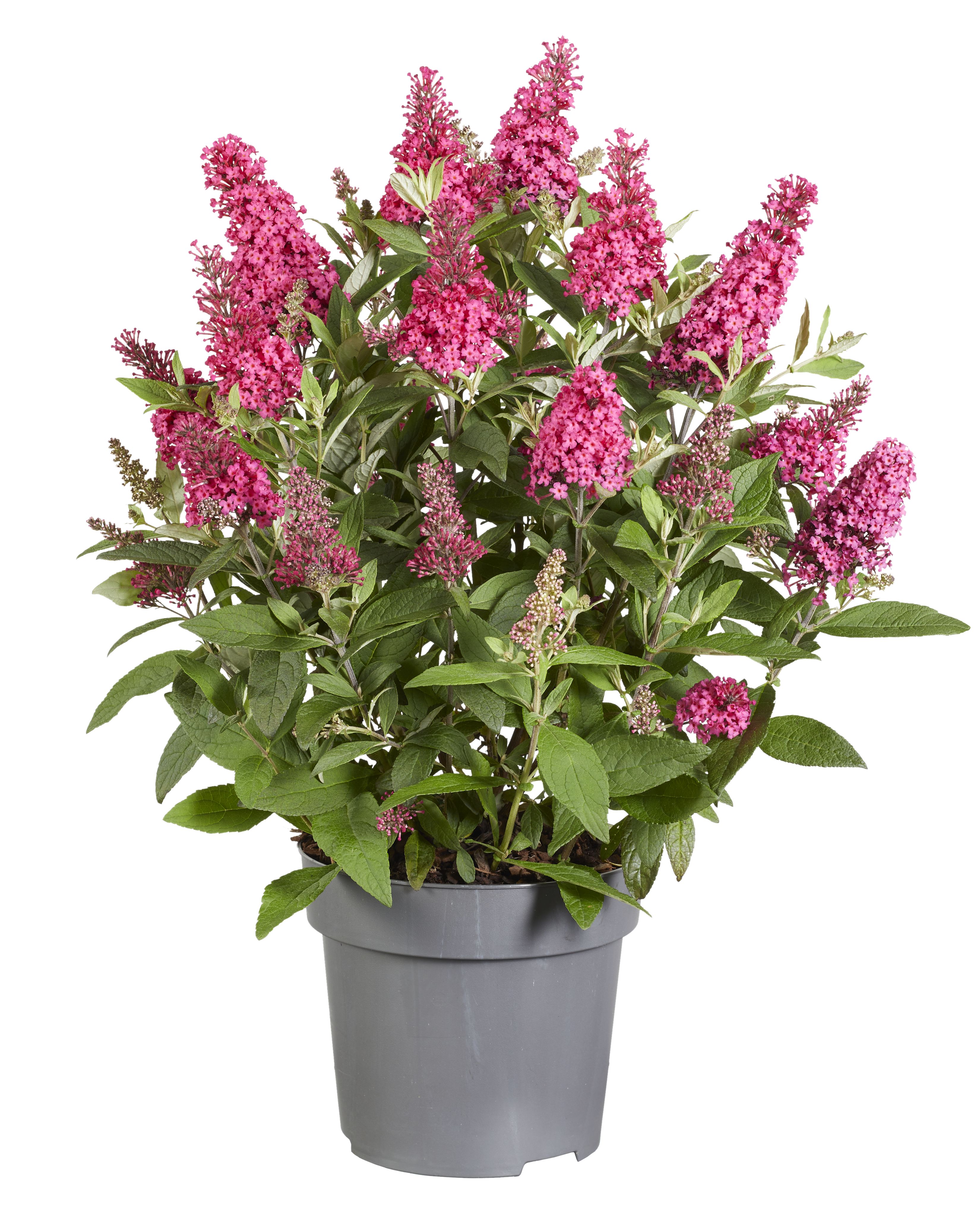 Verve Hardy Plants Shrub