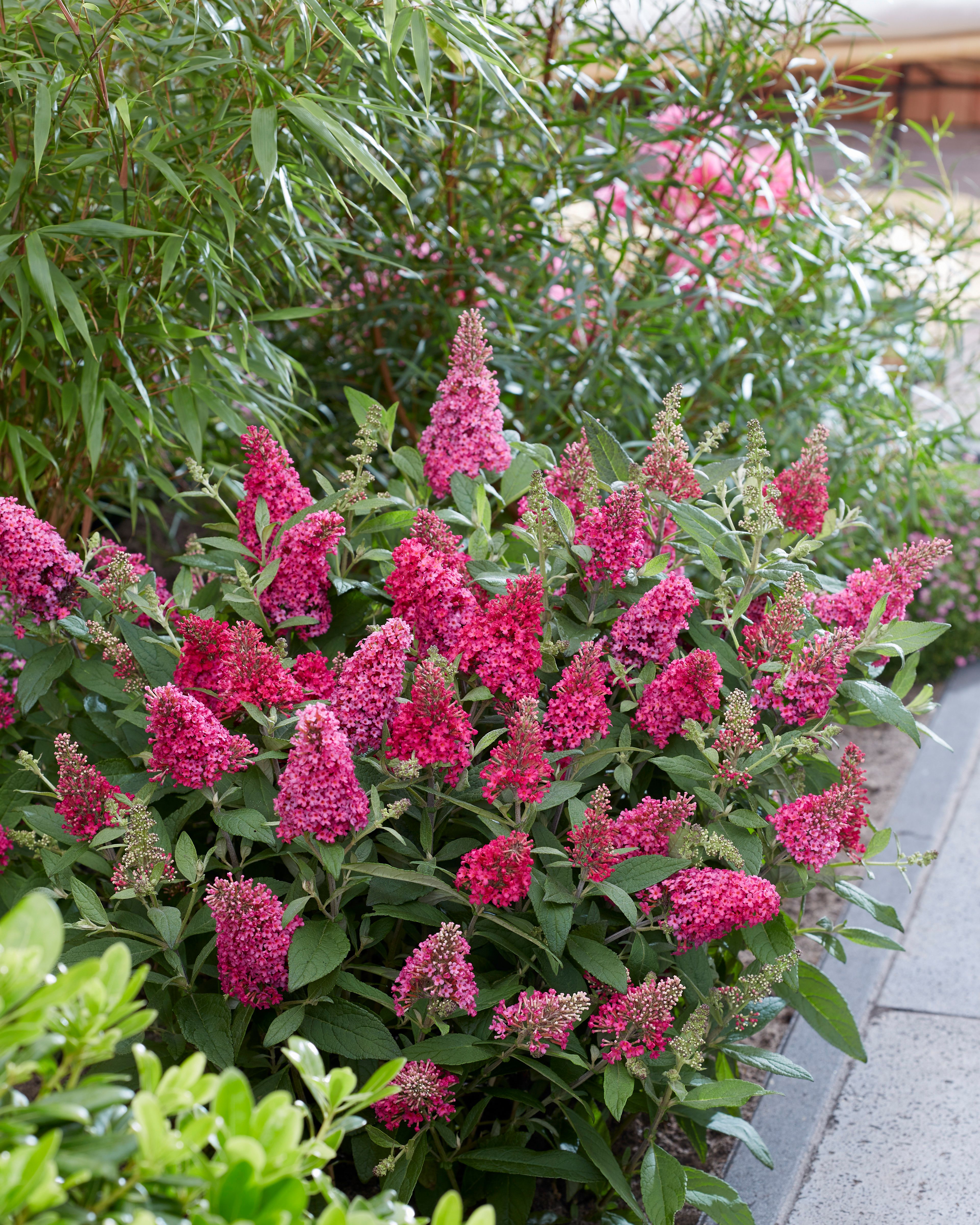 Verve Hardy Plants Shrub
