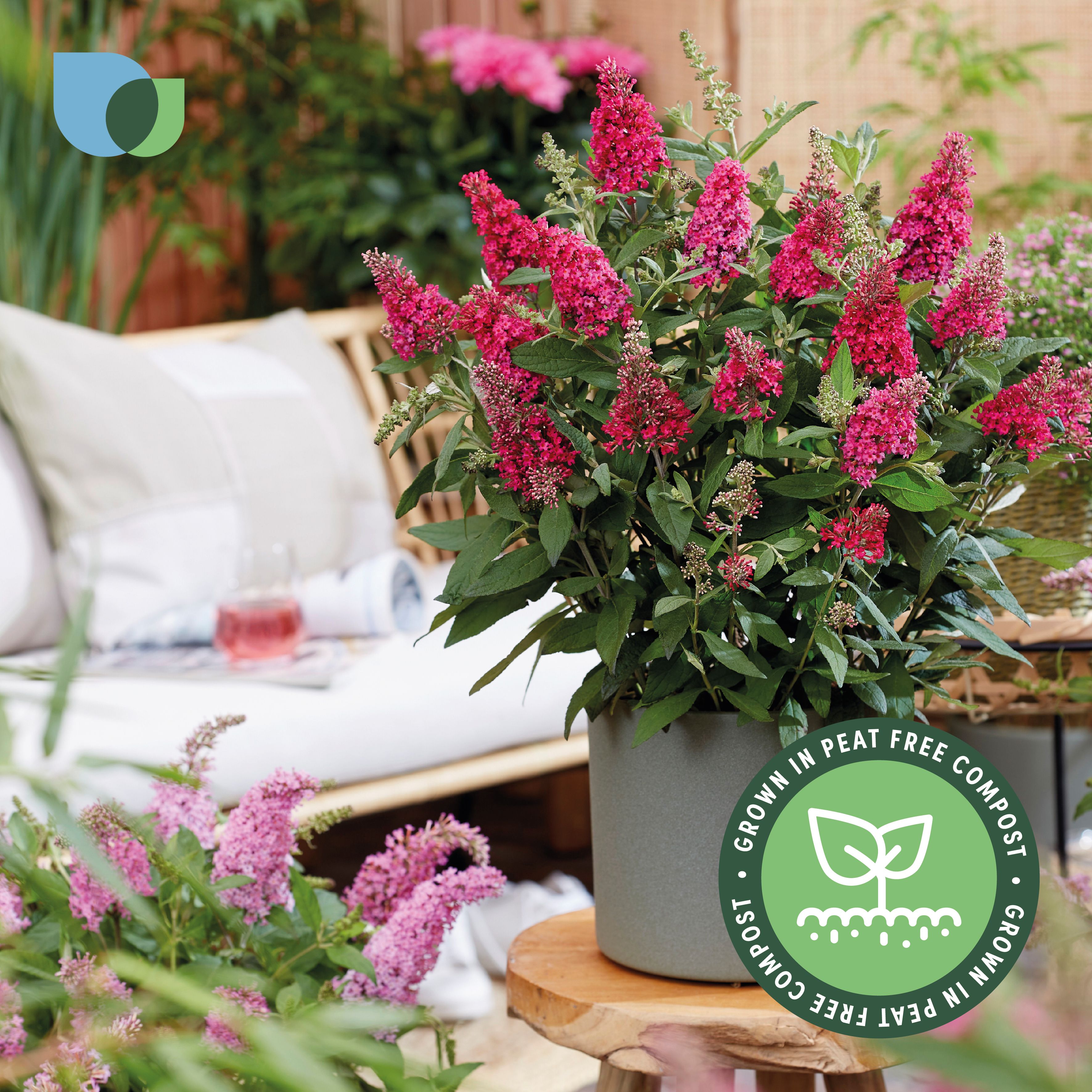 Verve Hardy Plants Shrub