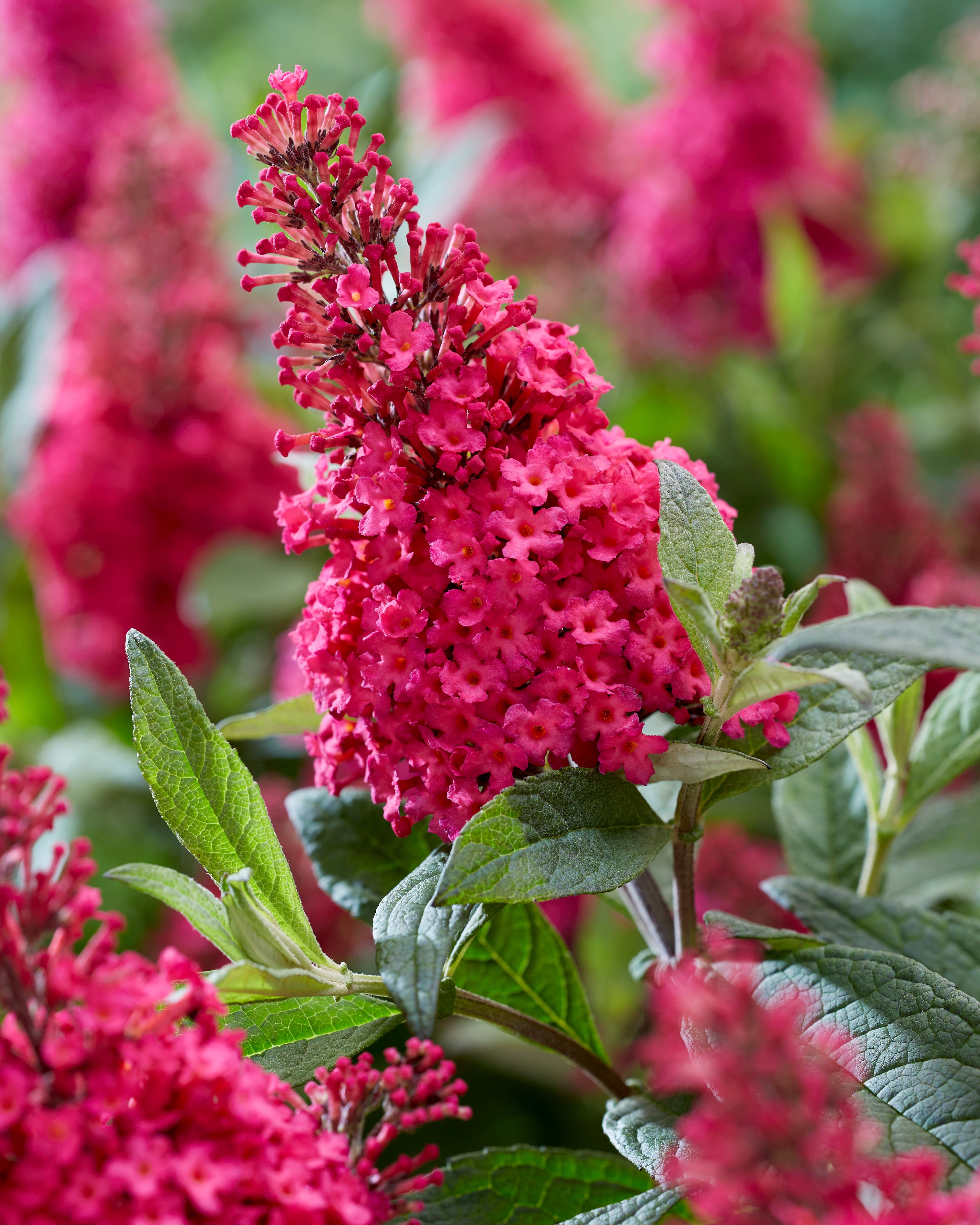 Verve Hardy Plants Shrub