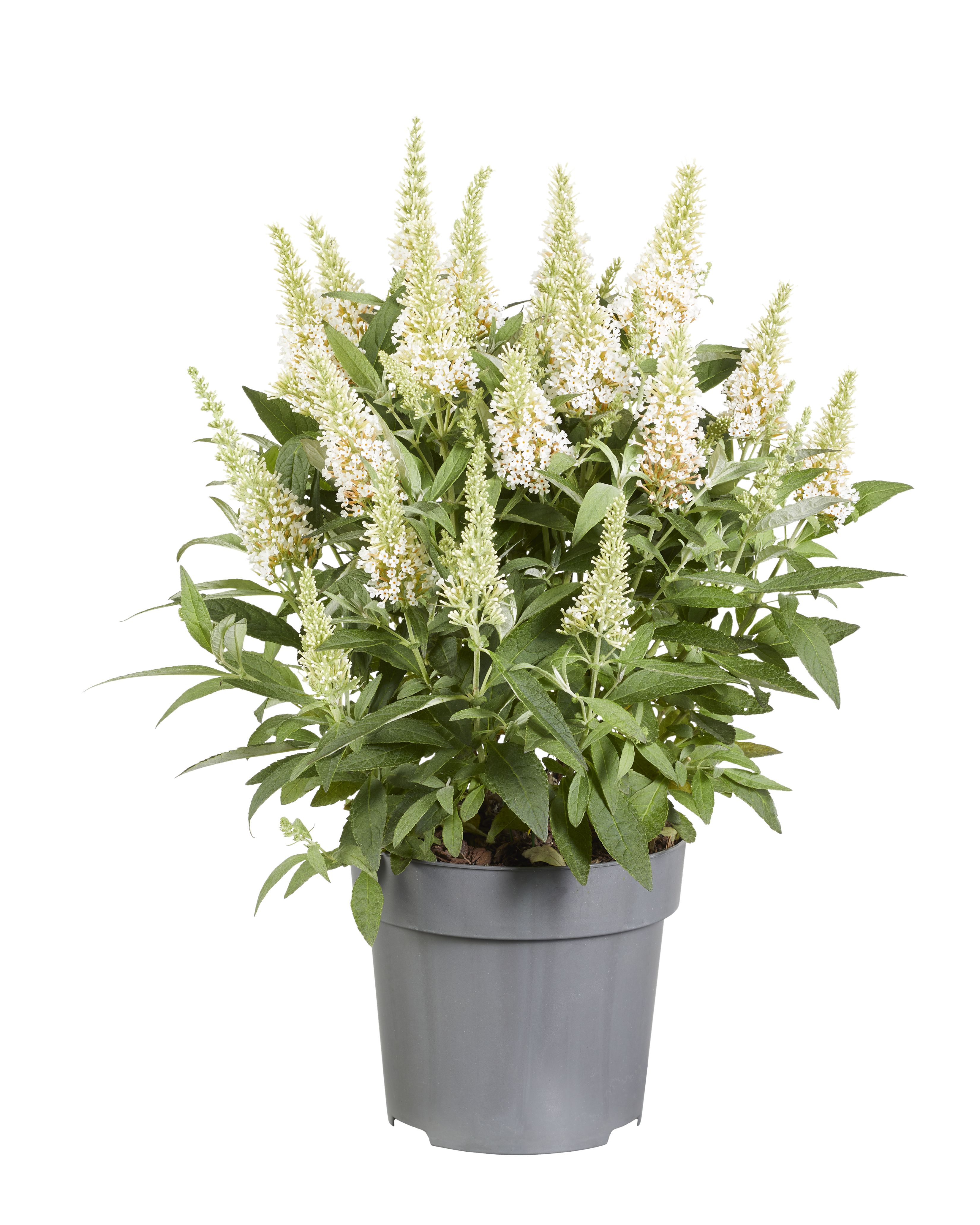 Verve Hardy Plants Shrub