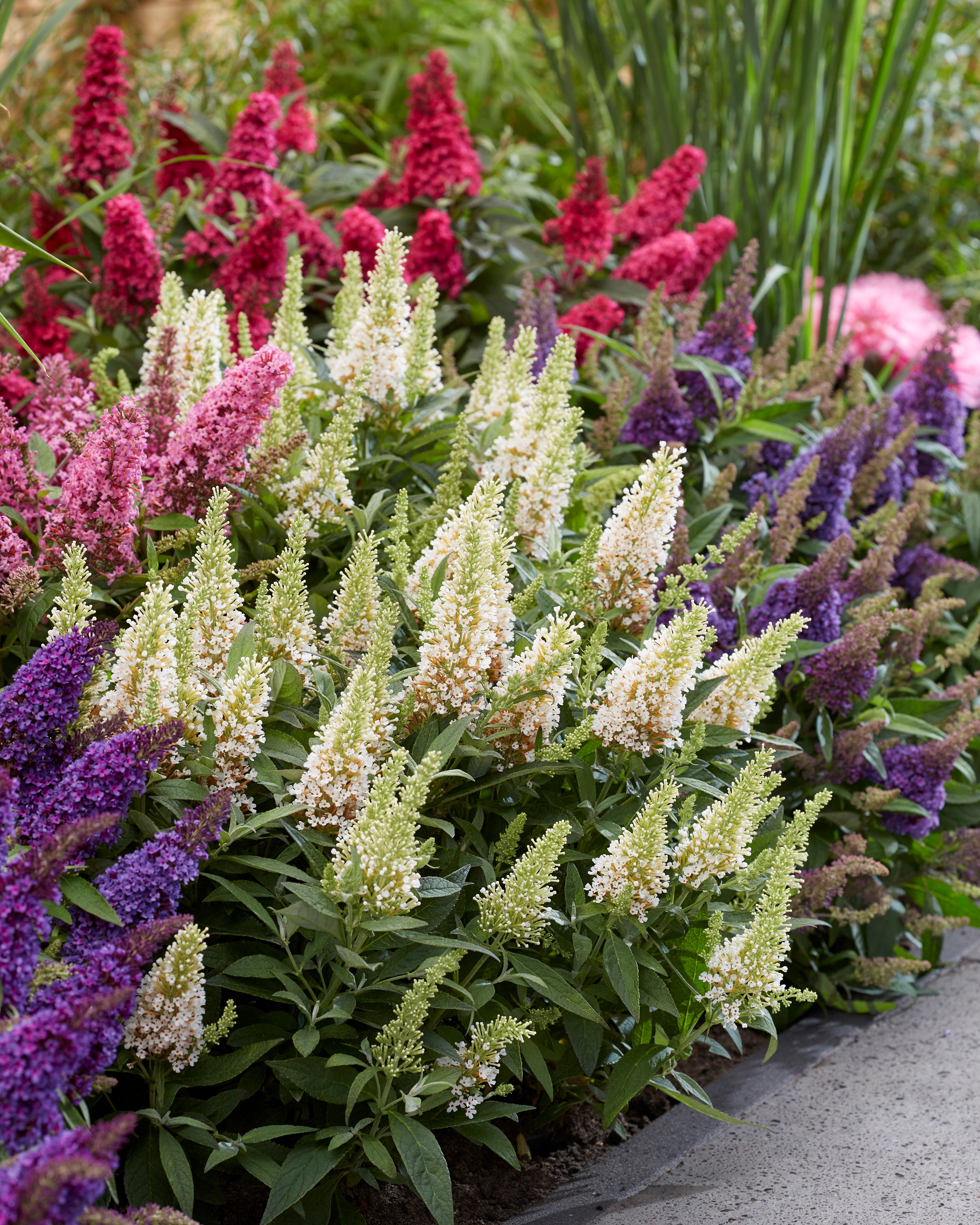Verve Hardy Plants Shrub