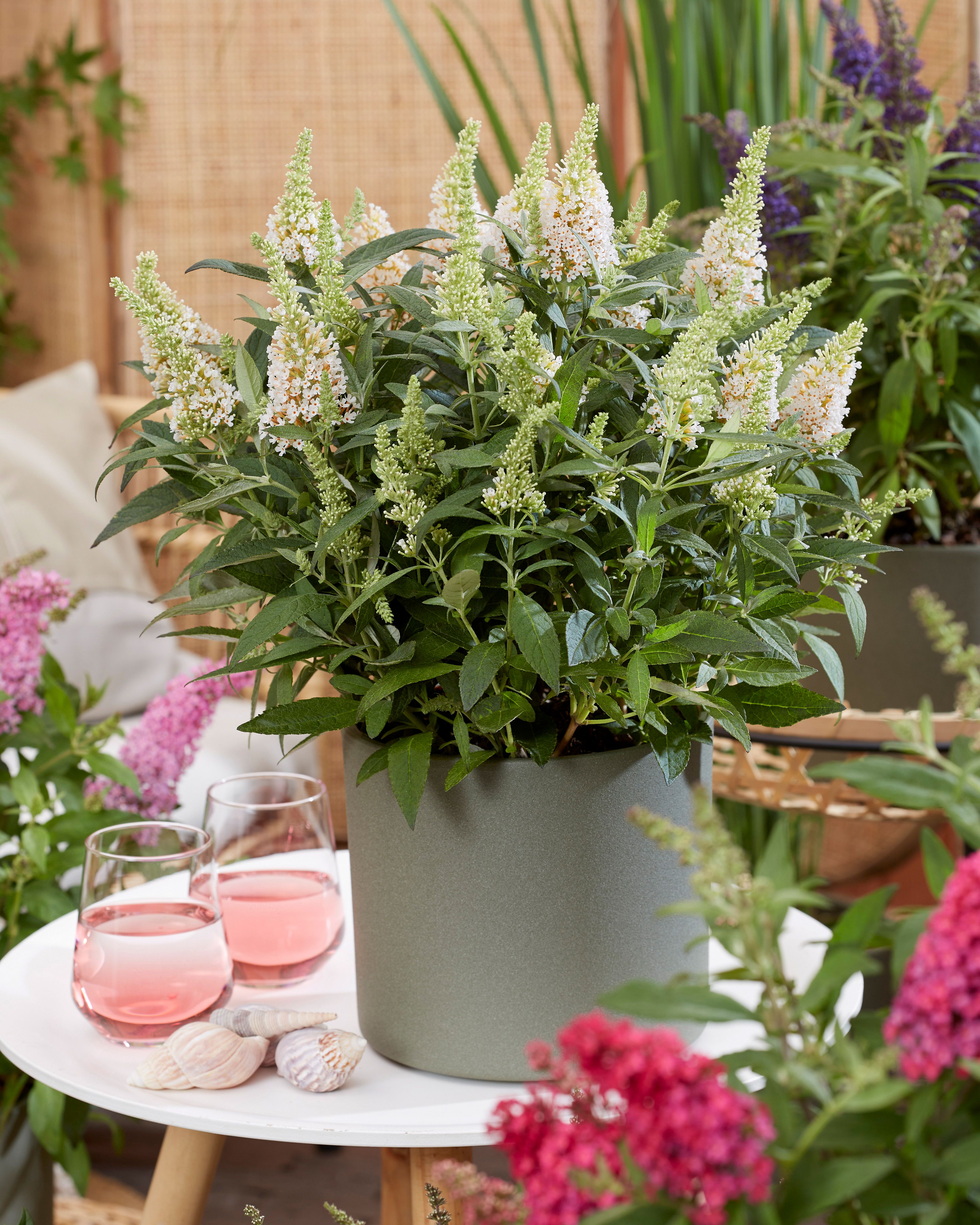 Verve Hardy Plants Shrub
