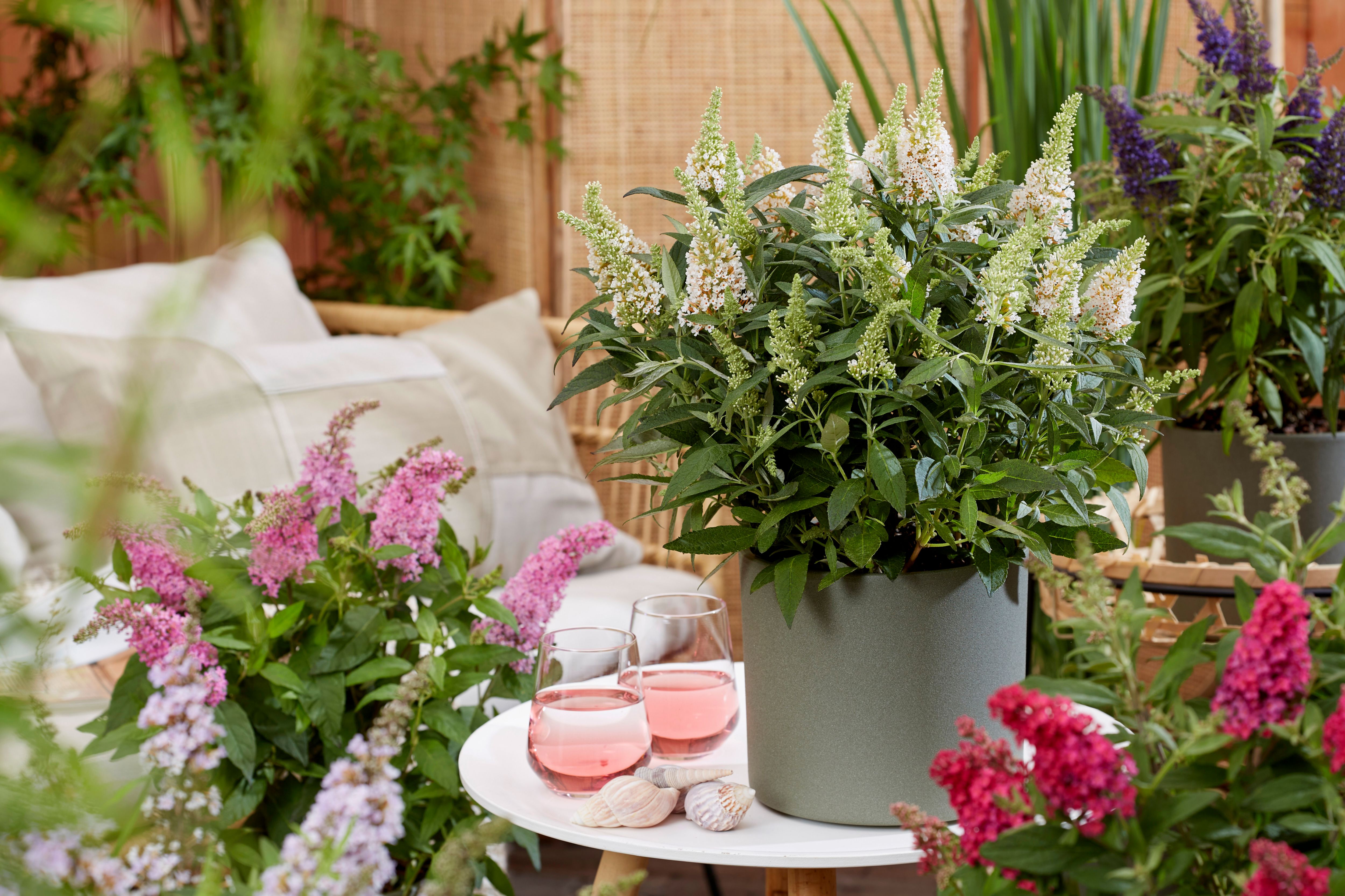 Verve Hardy Plants Shrub