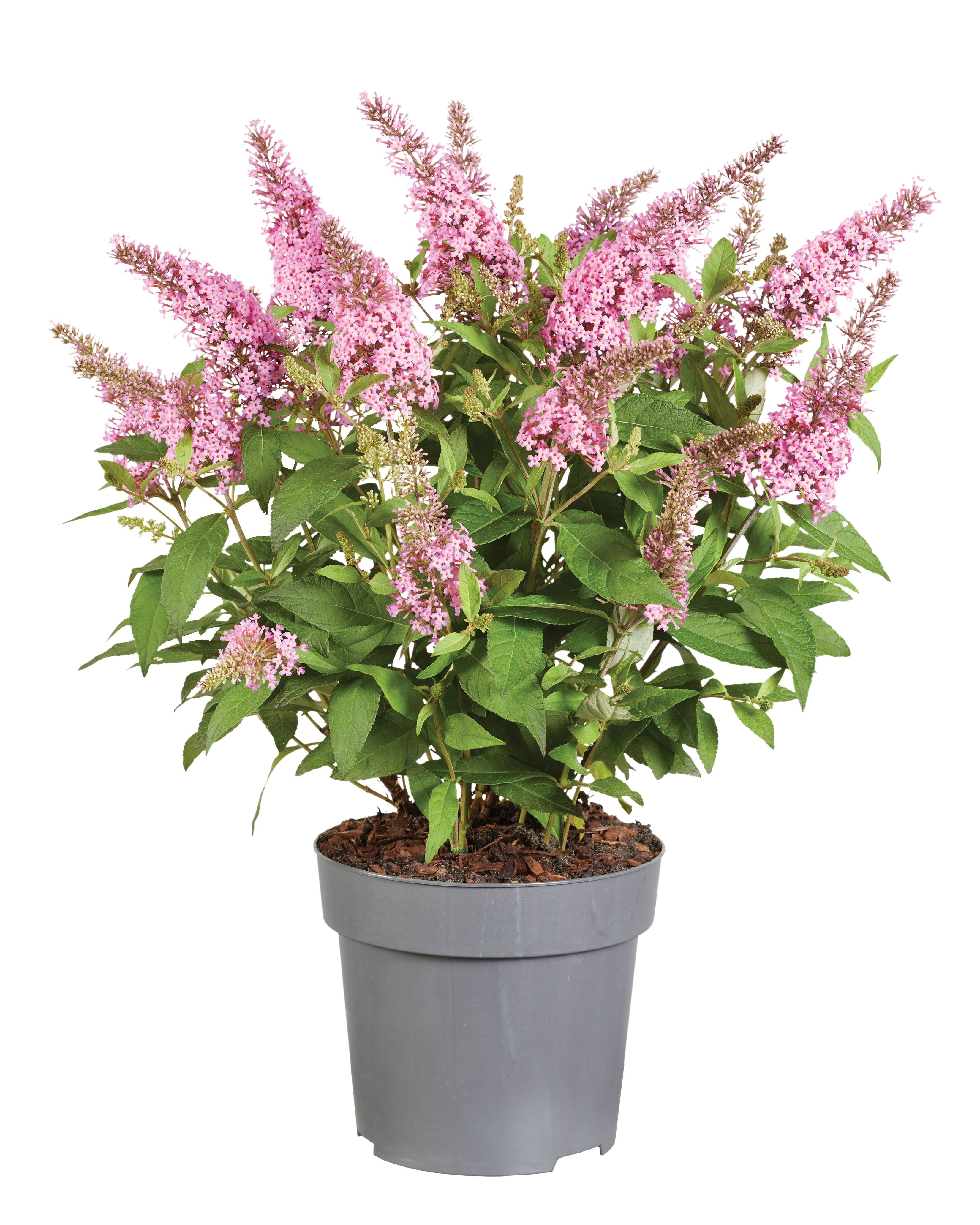 Verve Hardy Plants Shrub