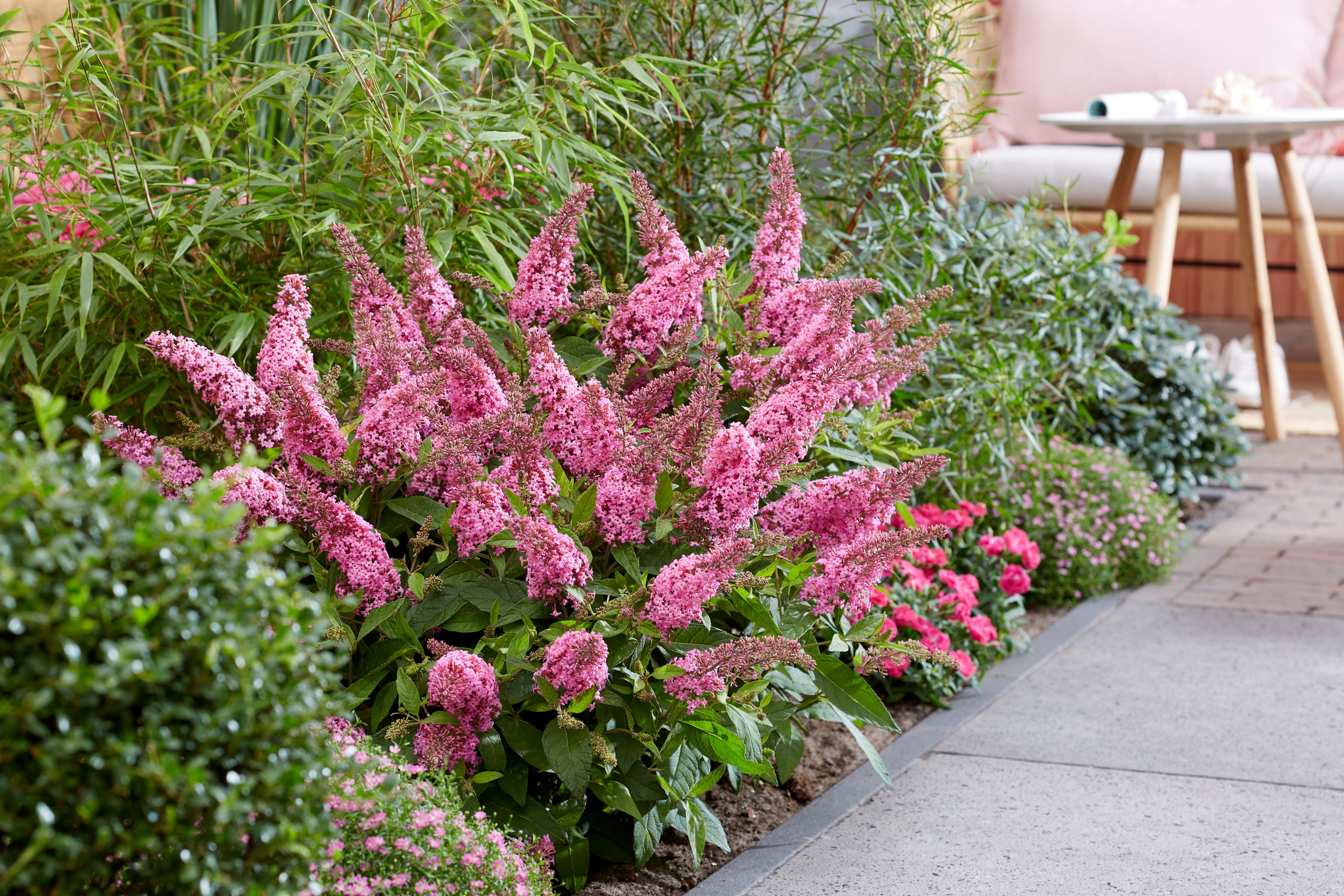 Verve Hardy Plants Shrub