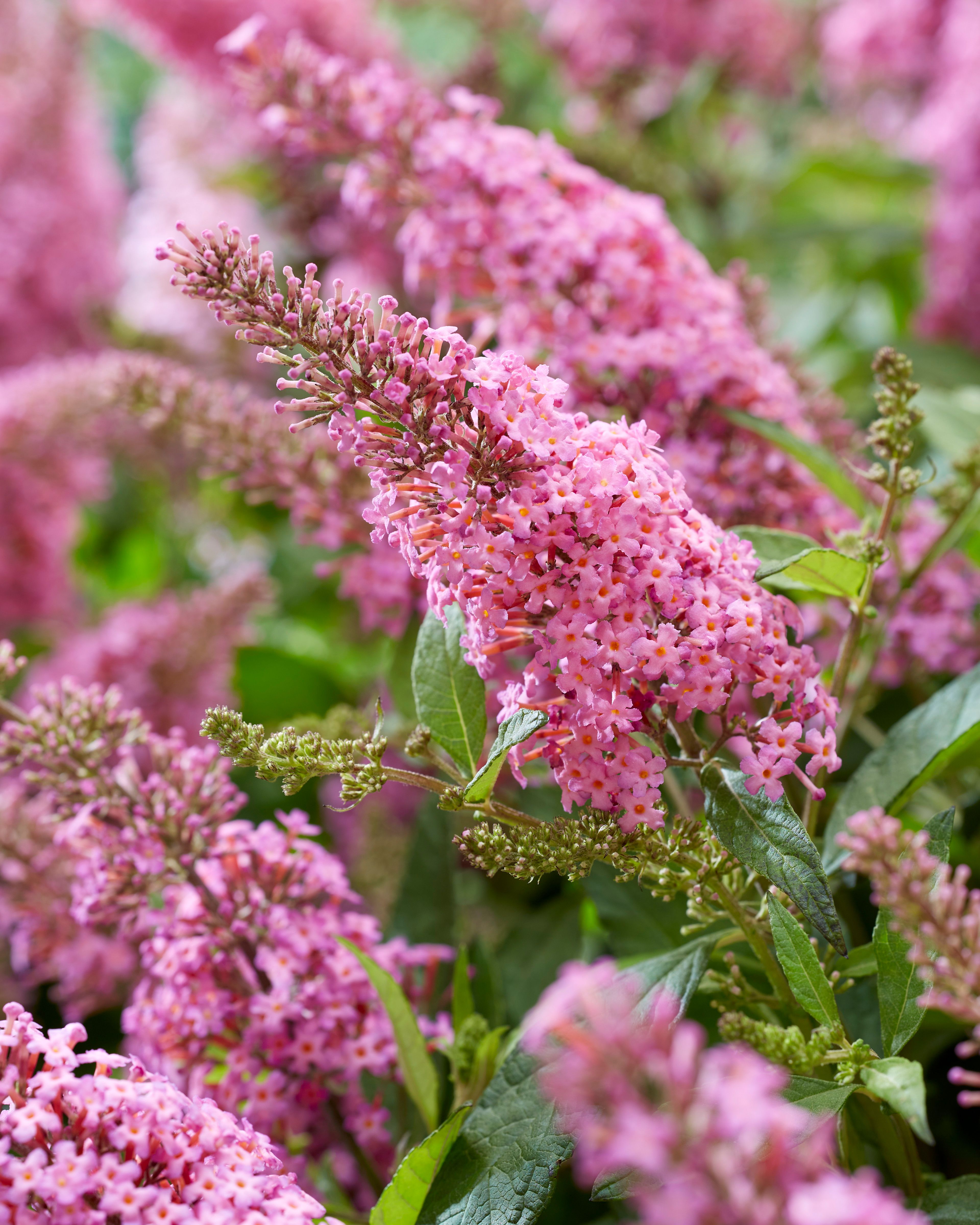 Verve Hardy Plants Shrub