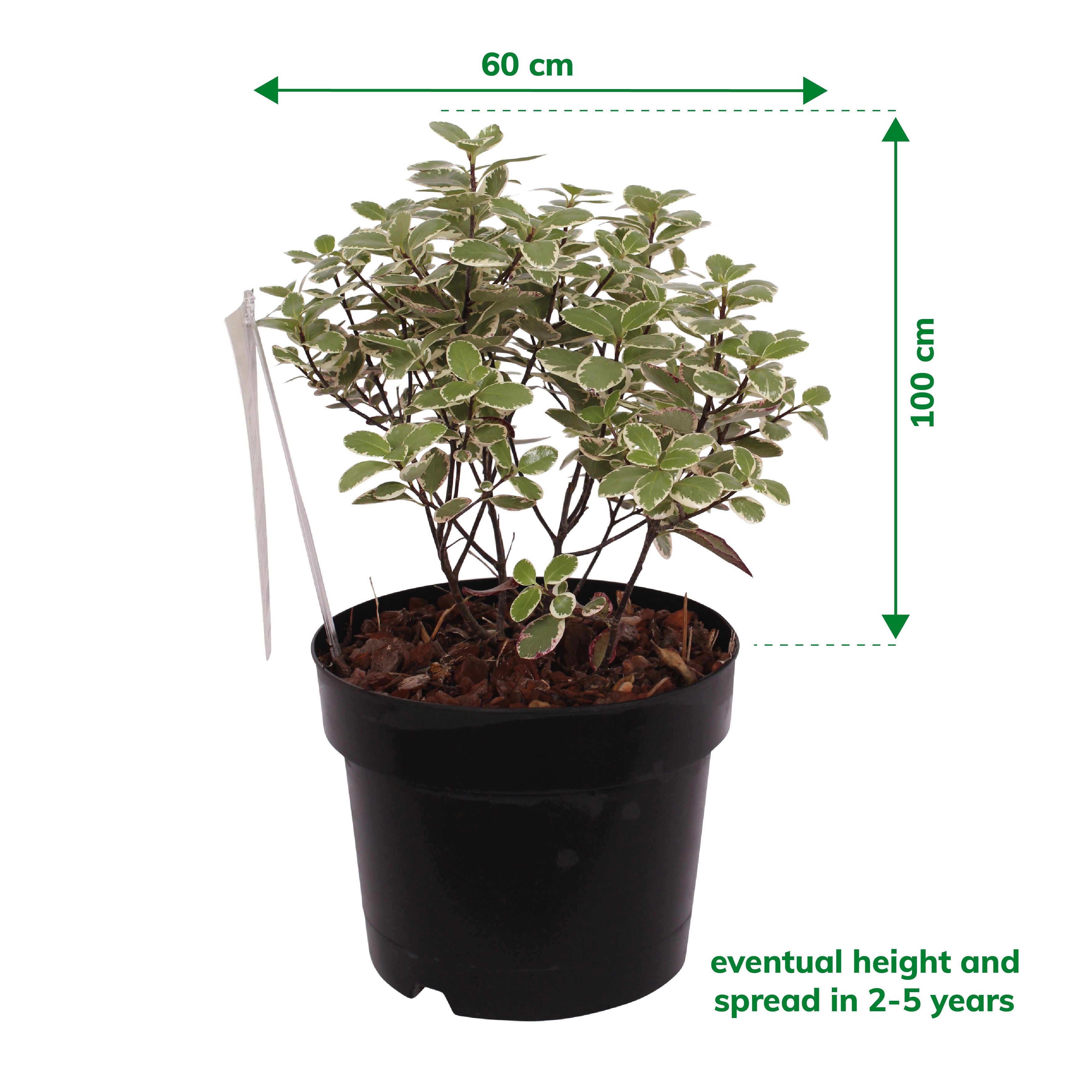 Verve Hardy Plants Silver Queen Shrub