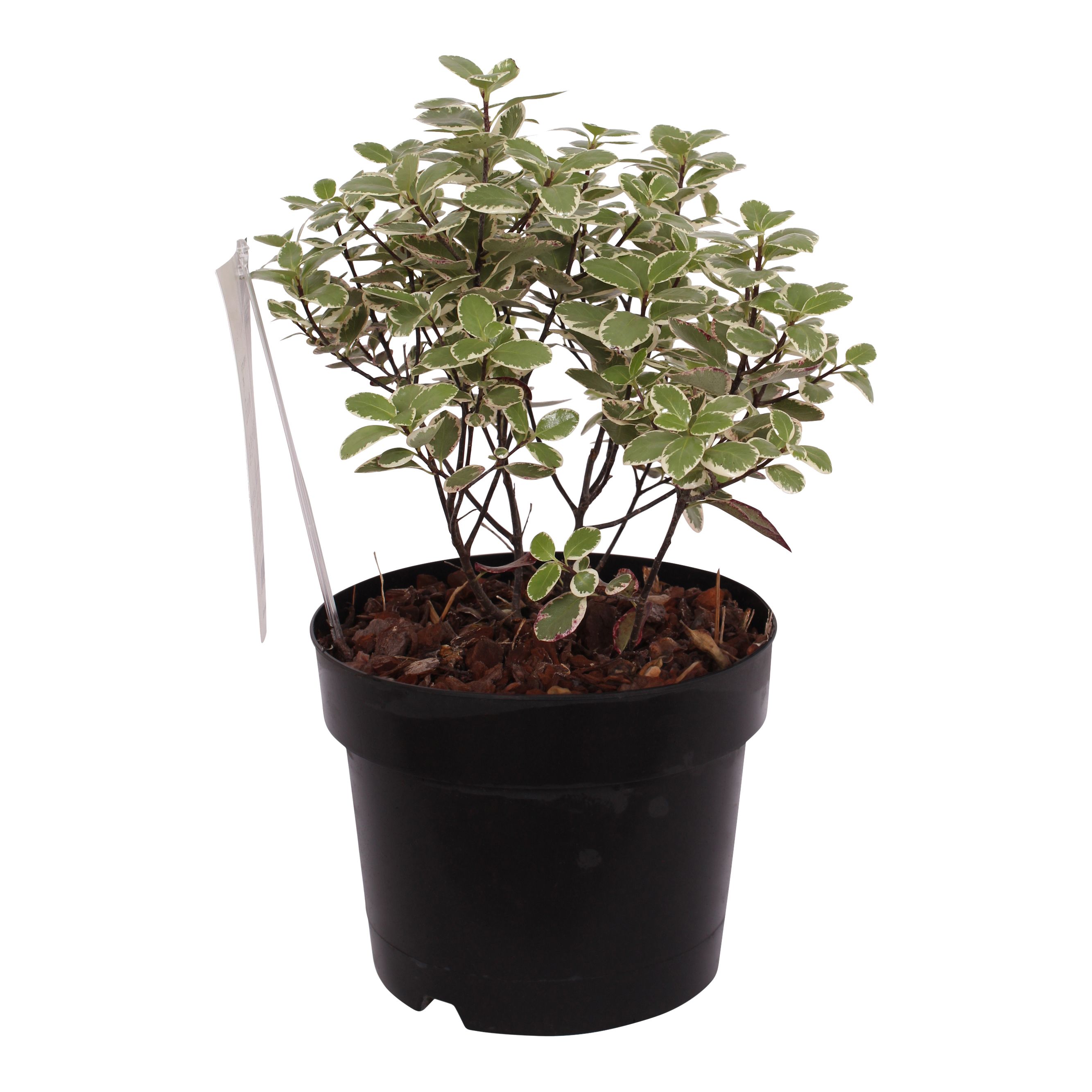 Verve Hardy Plants Silver Queen Shrub