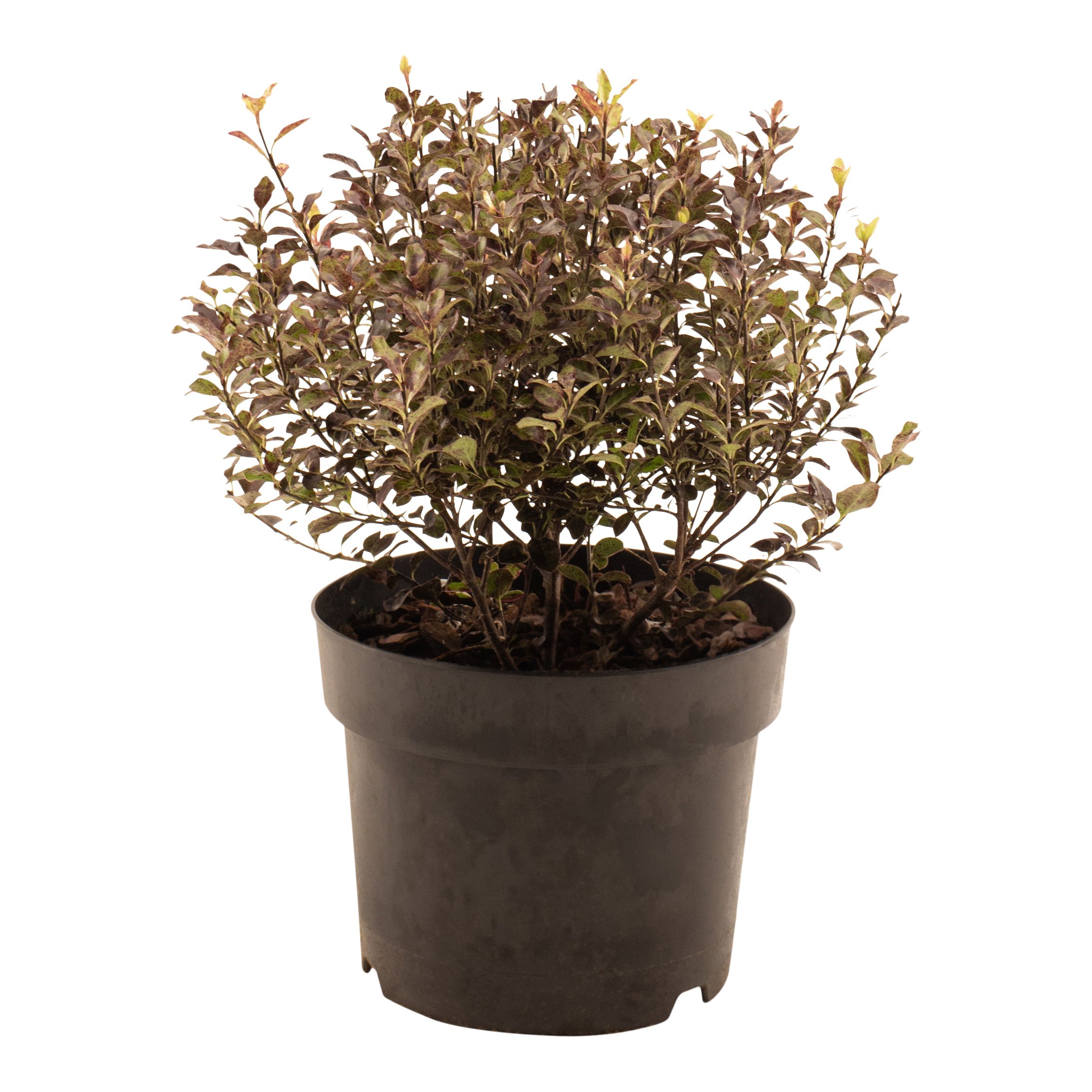Verve Hardy Plants Tom Thumb Shrub