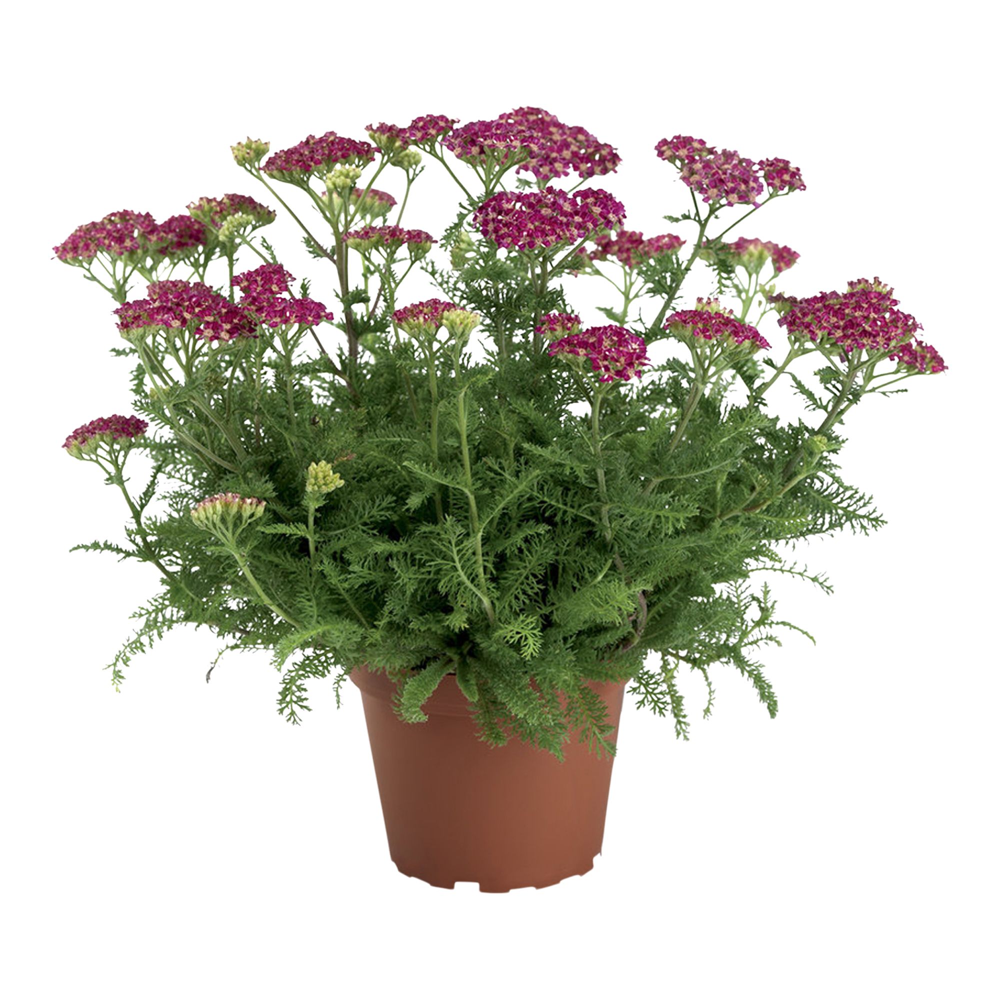 Verve Hardy Plants Vintage Red Perennial Plant