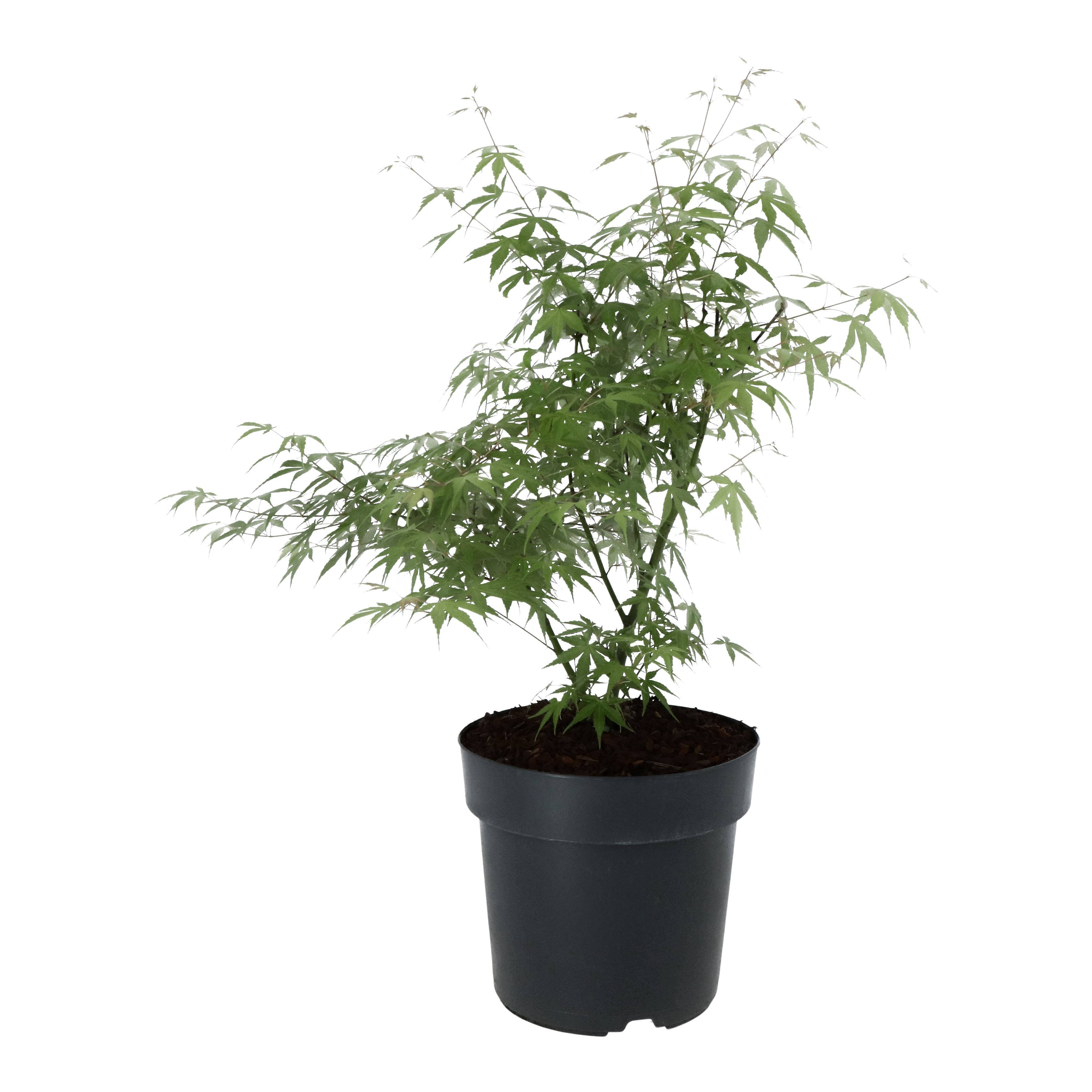 Verve Hardy Plants