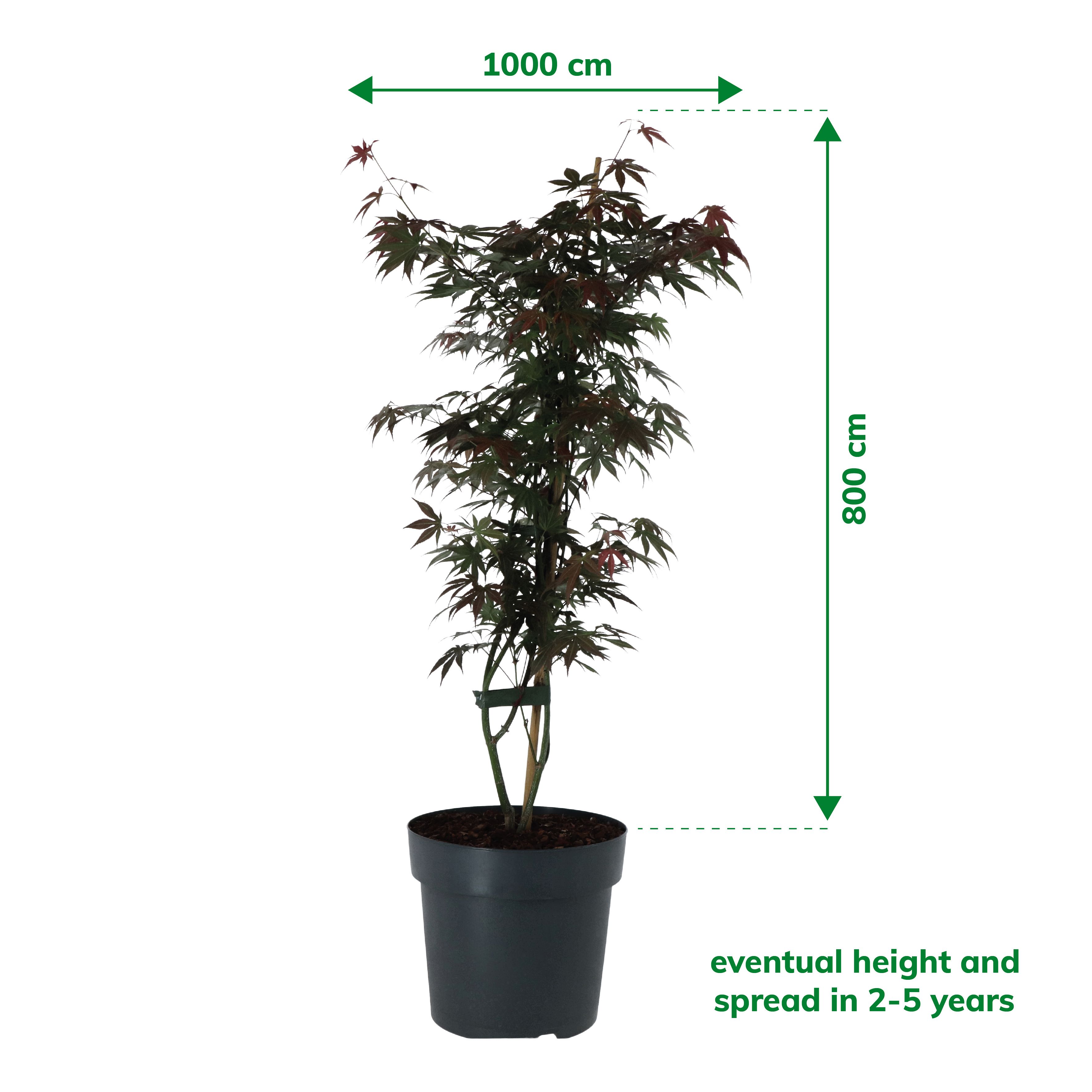 Verve Hardy Plants
